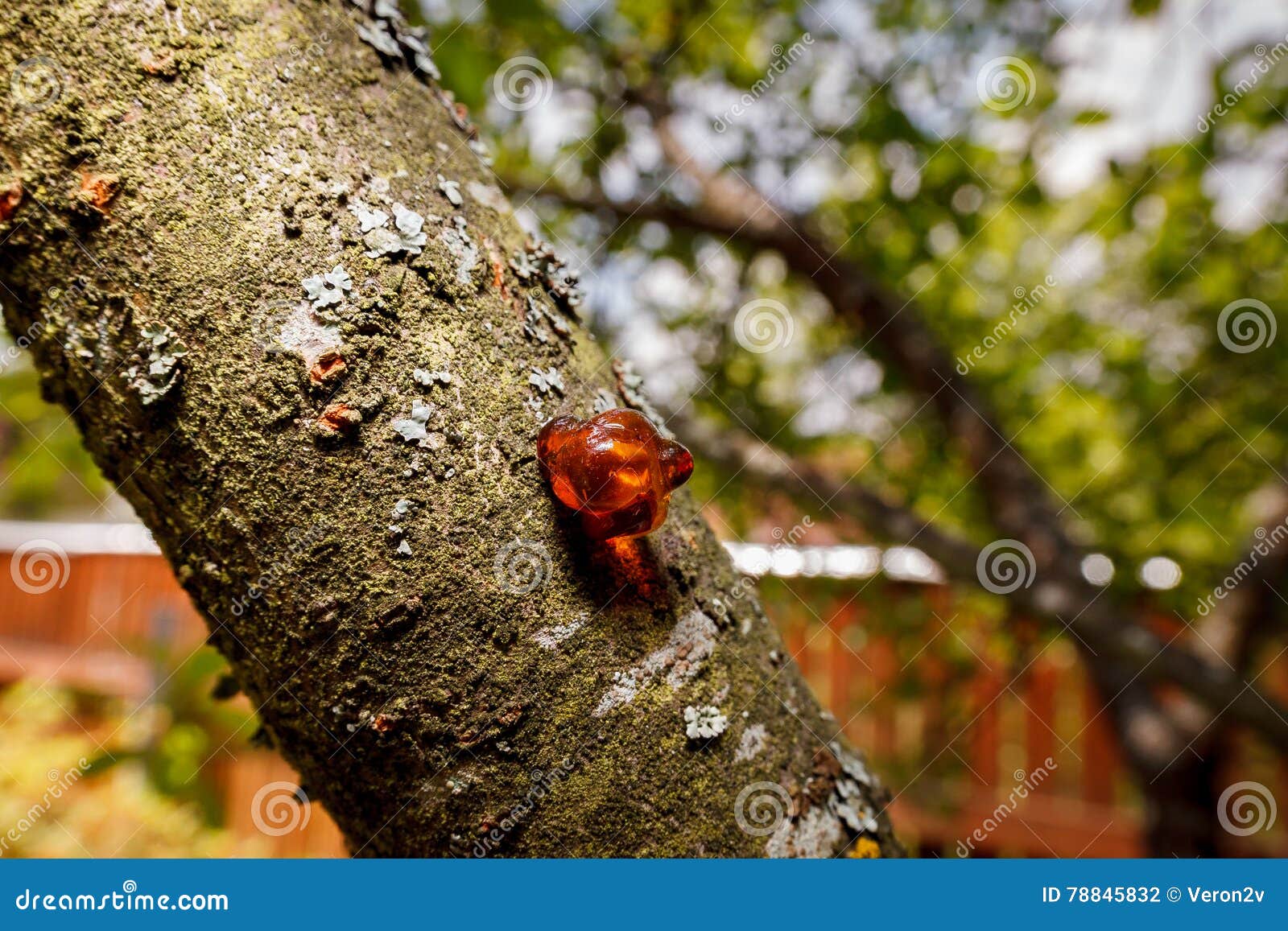 A drop of resin stock photo. Image of geologic, fossil - 78845832