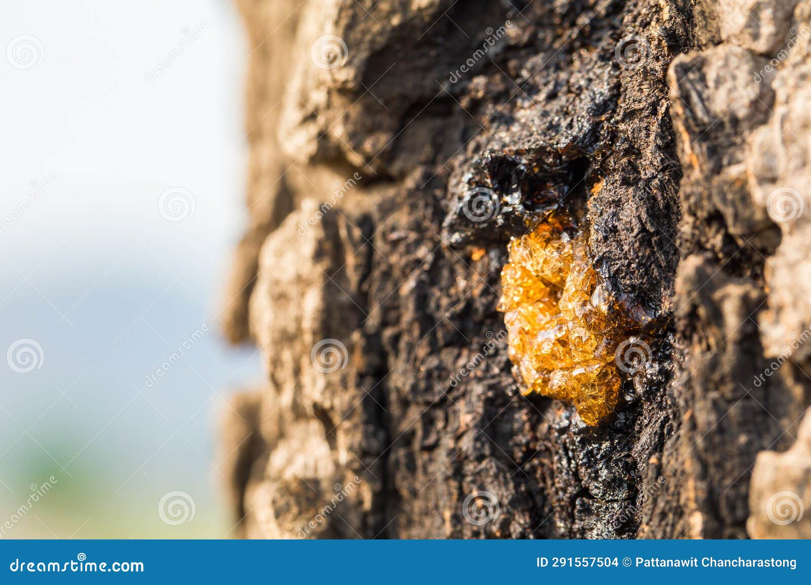 Drop of Resin on Tree Bark stock photo. Image of outdoor - 291557504
