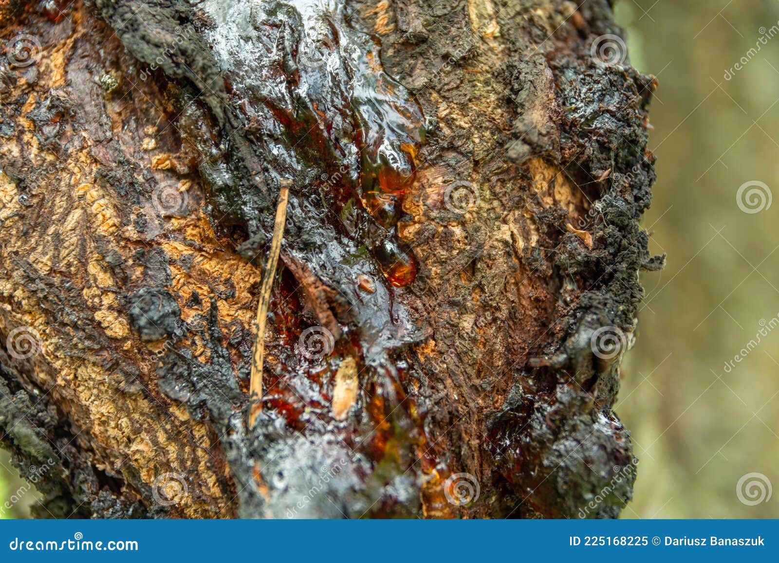 A Drop of Resin on a Tree Trunk Stock Image - Image of closeup, orange ...