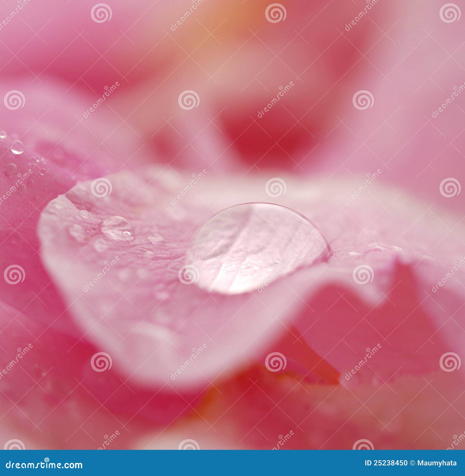 Drop of rose stock photo. Image of macro, drop, flower - 25238450