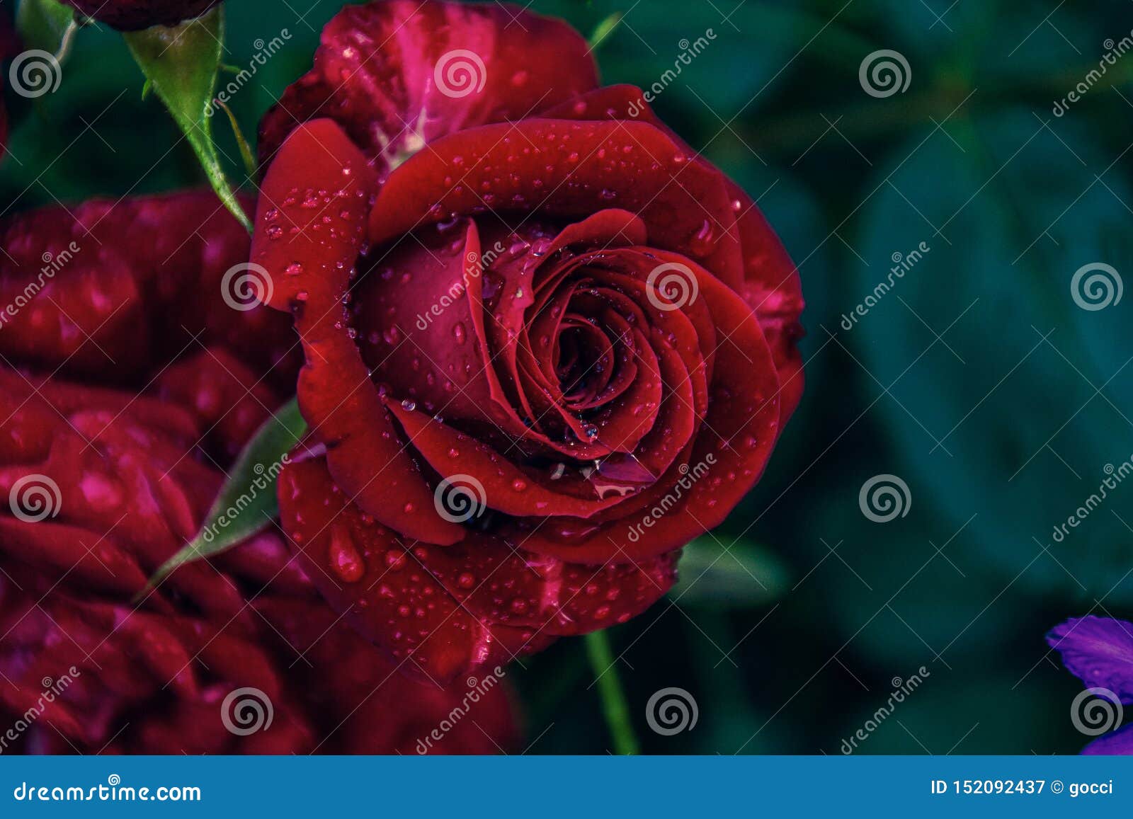 Drop of the rose tears stock image. Image of nature - 152092437