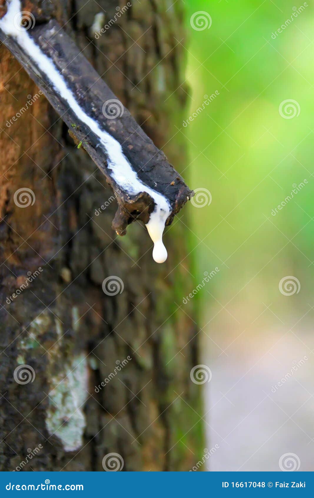 A drop of Rubber stock photo. Image of natural, crude - 16617048