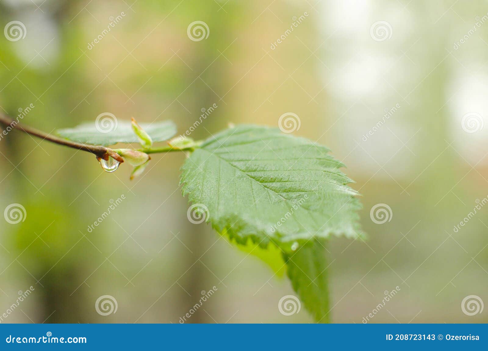 A Drop of Spring Rain on a Branch with a Green Leaf. Spring in the ...