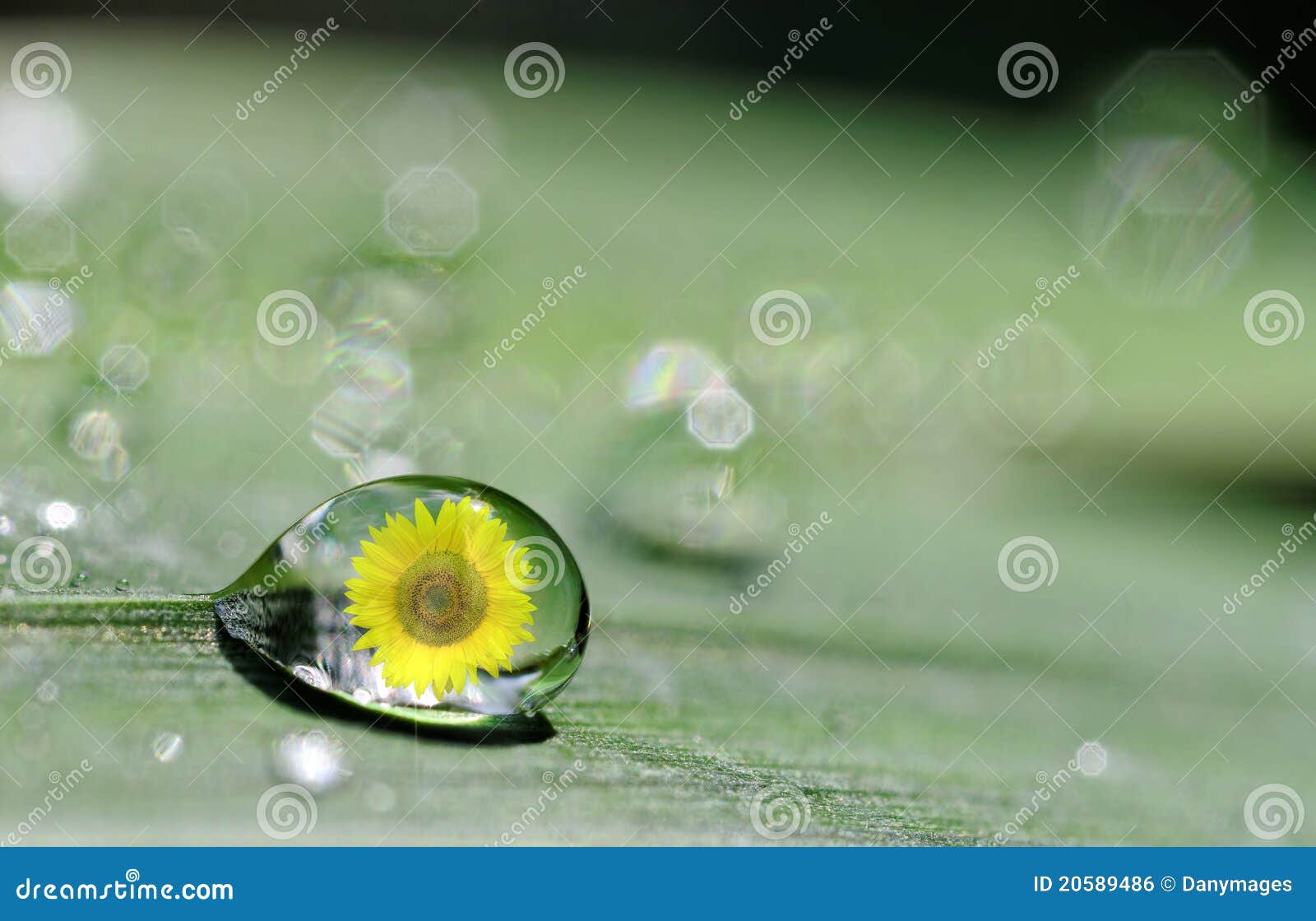 Drop and sunflower stock photo. Image of nature, flower - 20589486