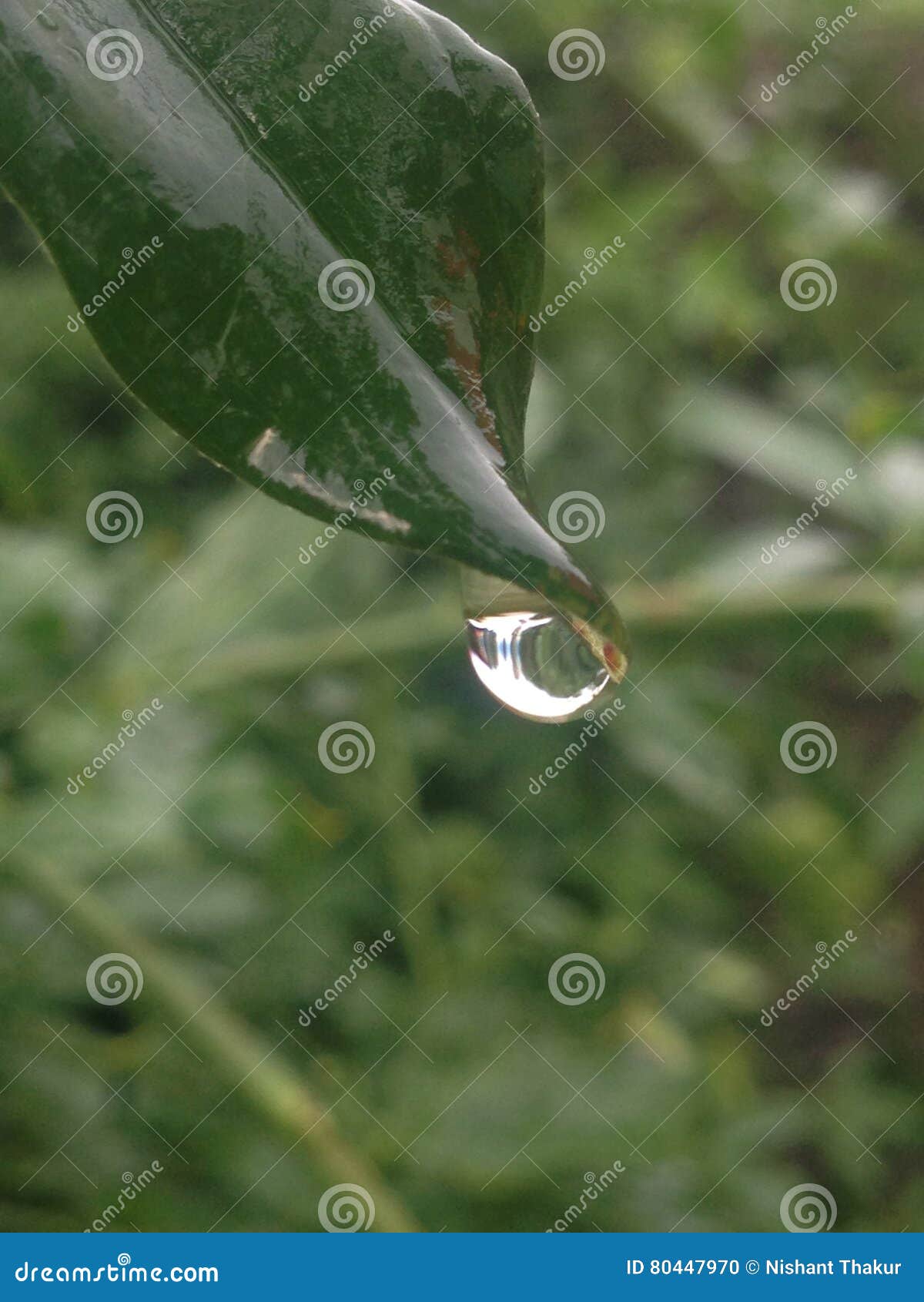 Drop at tip of leaf stock photo. Image of morning, instahimachal - 80447970