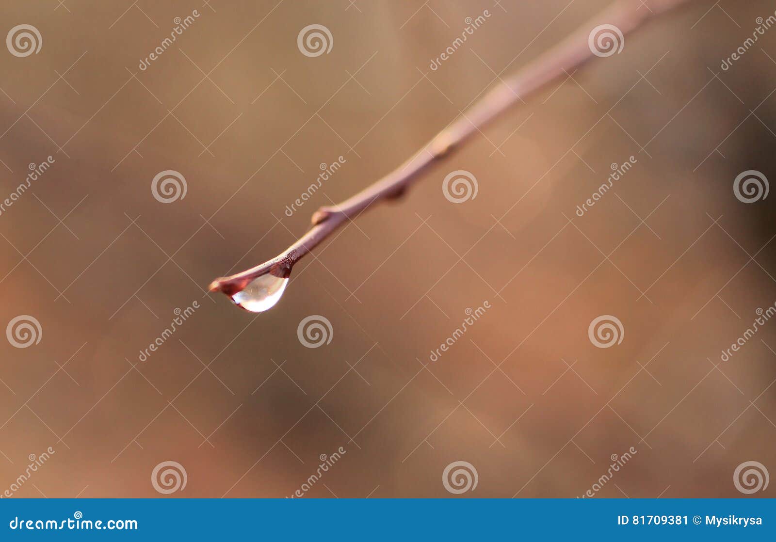 Drop on the twig stock image. Image of outdoor, growing - 81709381