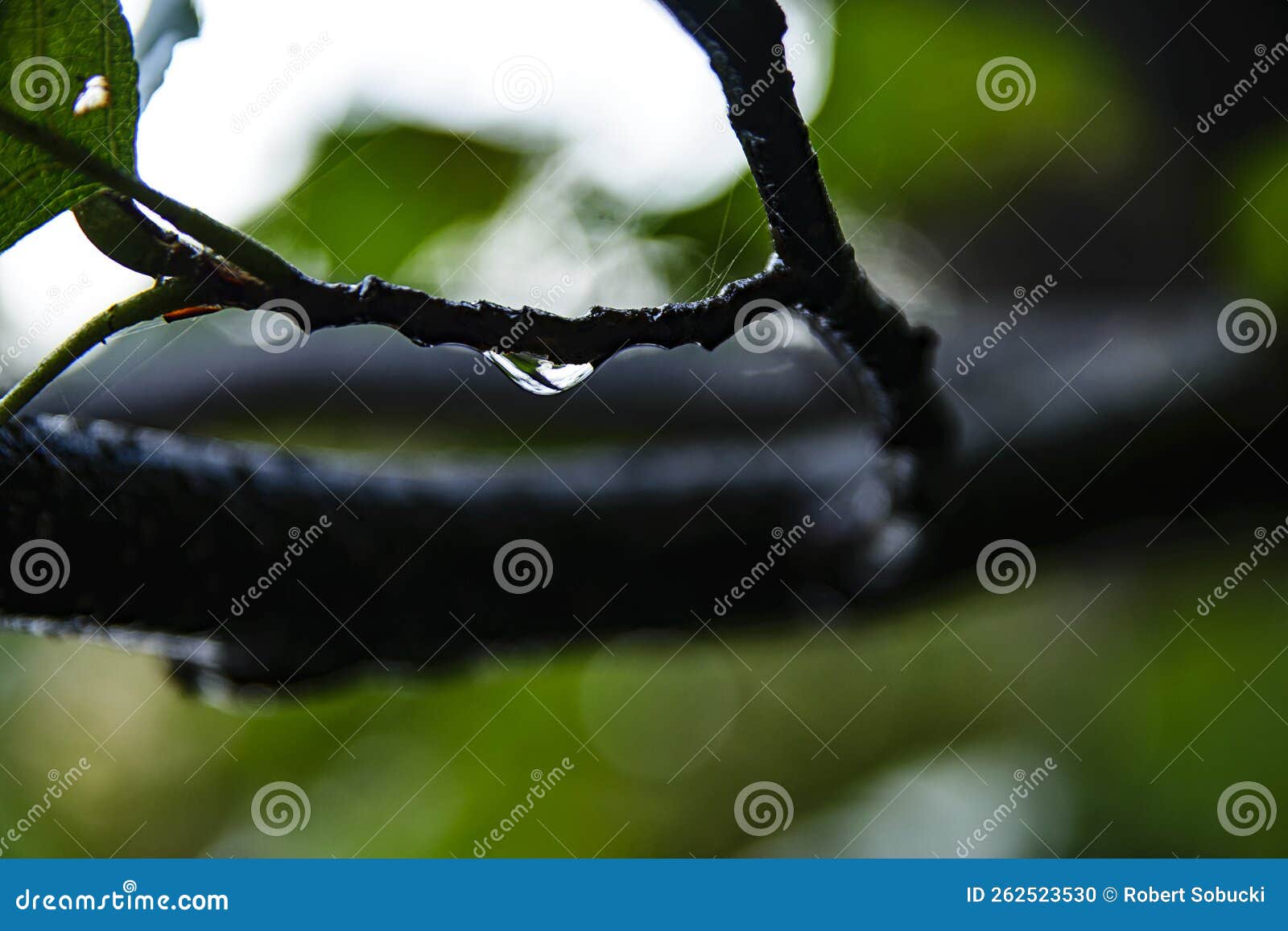 A Drop of Water on a Branch Stock Photo - Image of water, twig: 262523530