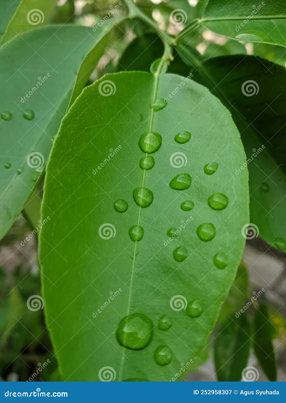 Drop Water from Close Up Green Nature Leave Stock Image - Image of drop ...