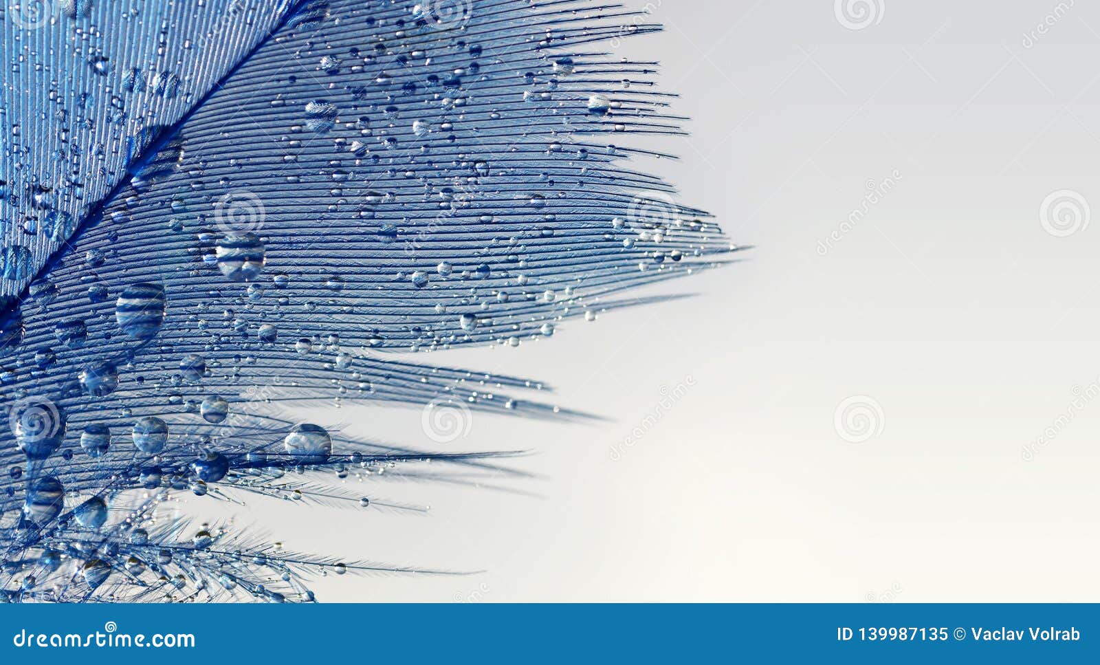 Drop of Water Dew on a Blue Feather. Stock Image - Image of water ...