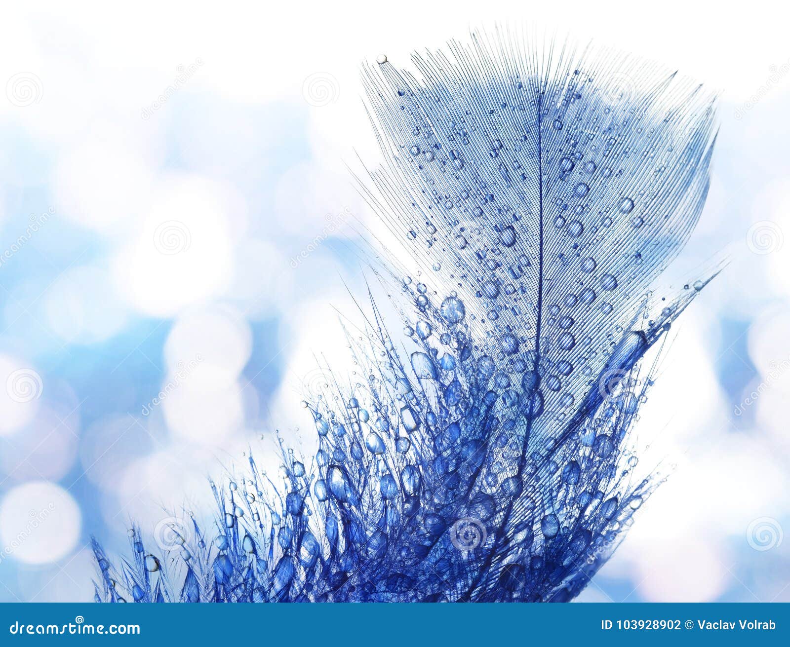 Drop of Water Dew on a Fluffy Feather. Stock Photo - Image of blue ...
