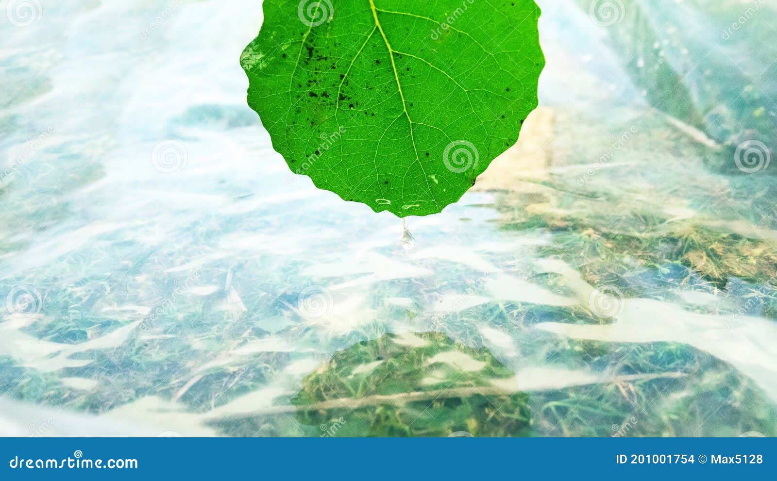 Drop of Water Drips from a Leaf into Stream Stock Photo - Image of ...