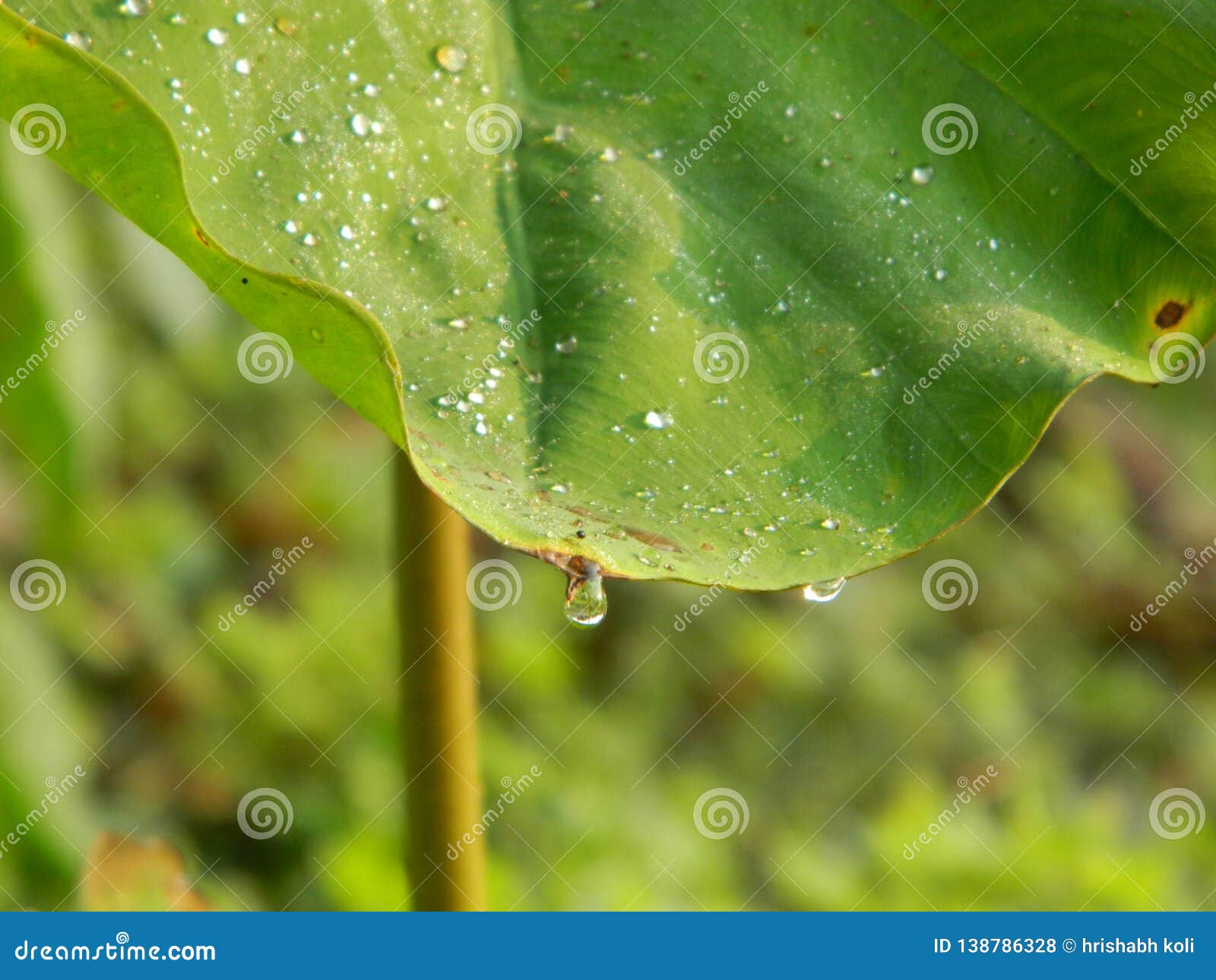 Drop stock photo. Image of dropping, drop, water, leaf - 138786328