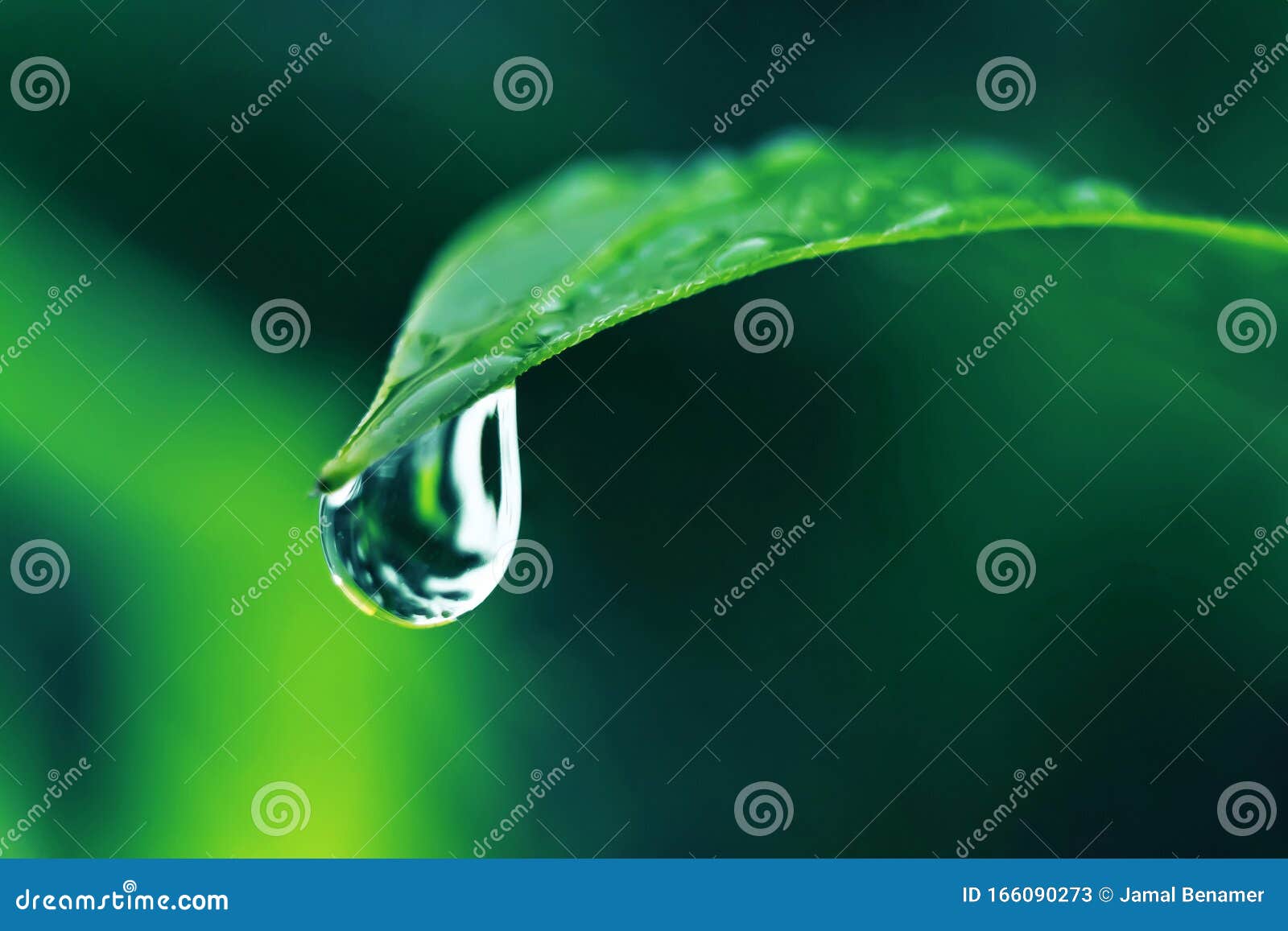 A Drop of Water on the Edge of Falling from a Leaf Stock Image - Image ...