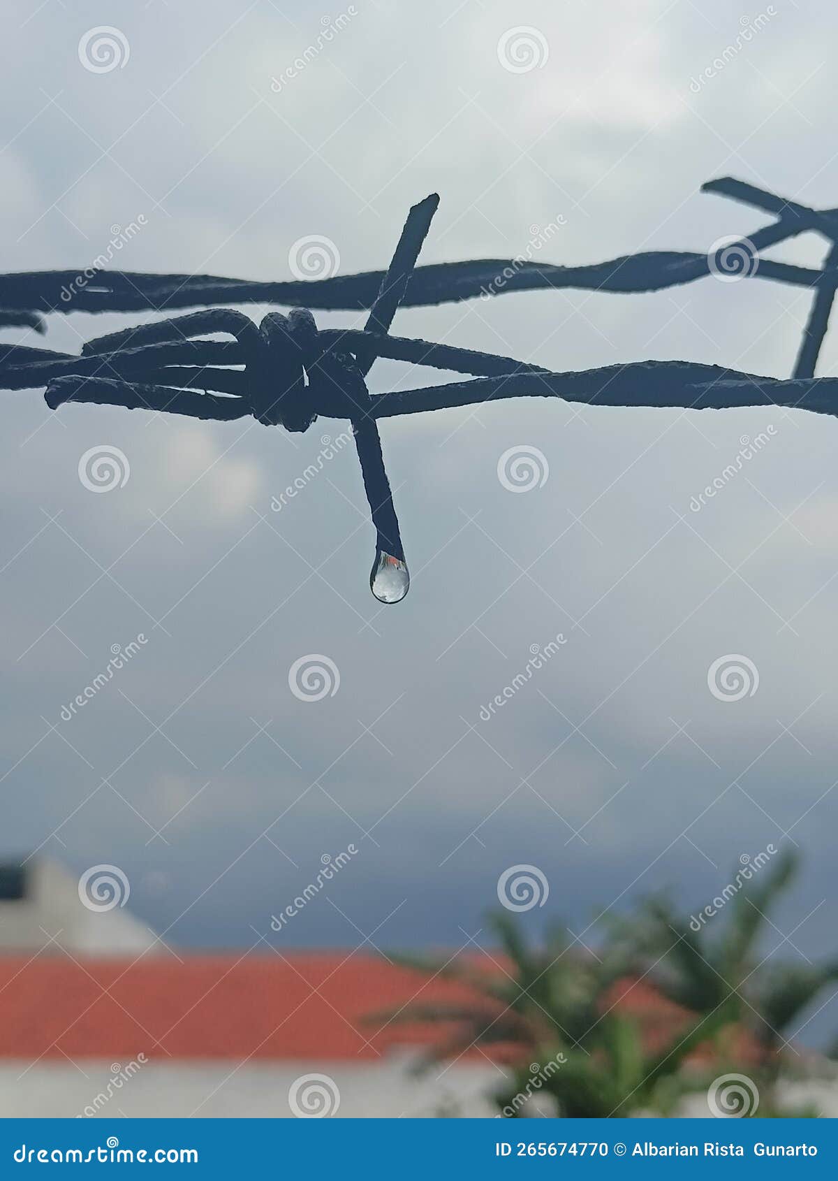 A Drop of Water at the End of the Barbed Wire is Ready To Drip Stock ...