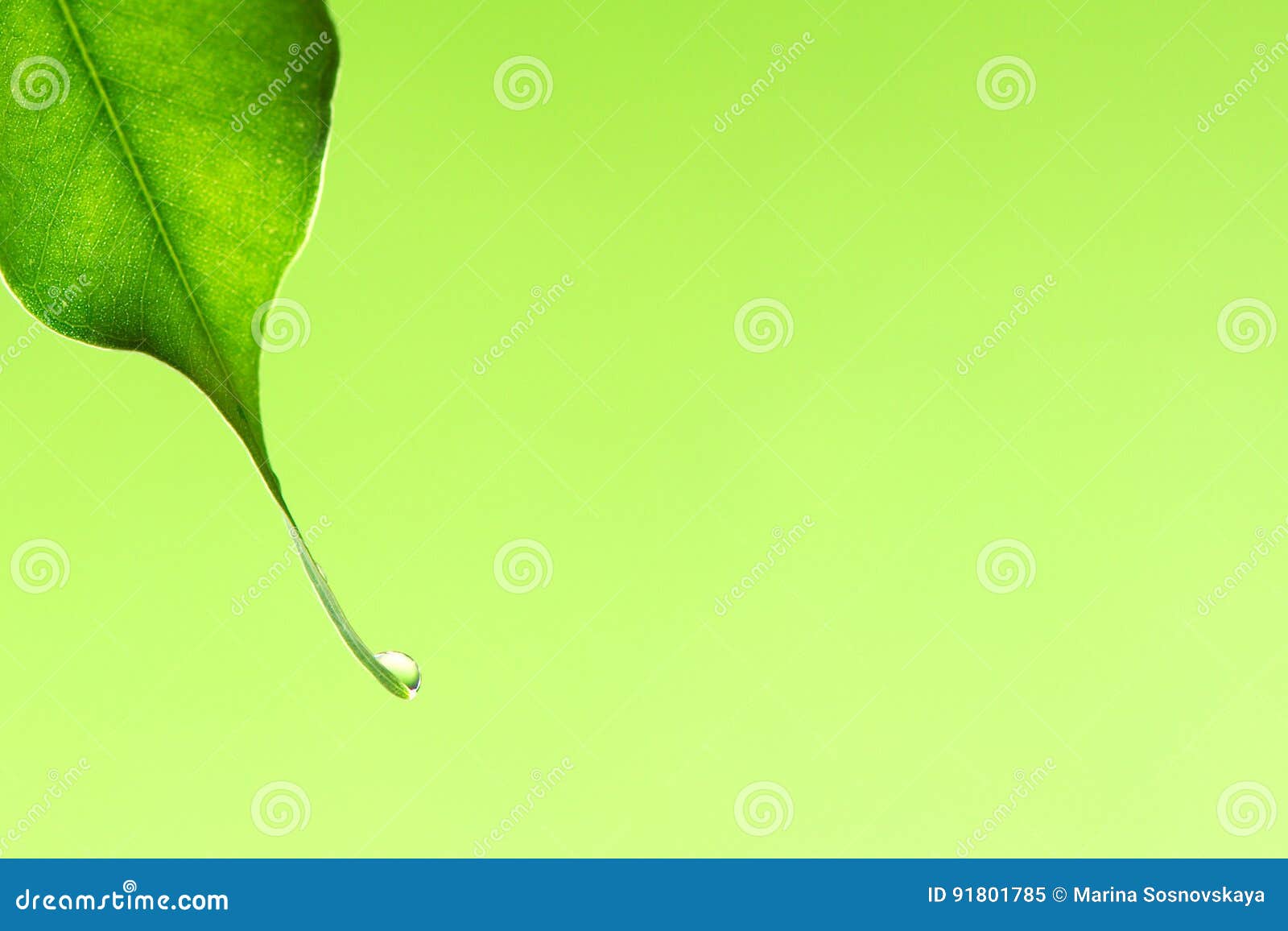 Drop of Water Falling from a Green Leaf Stock Image - Image of liquid ...