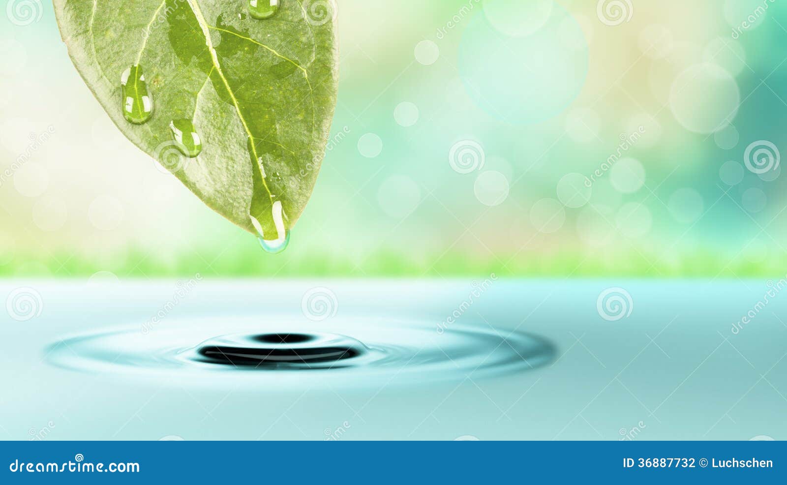 A Drop of Water Falling from Green Leaf Stock Photo - Image of organic ...