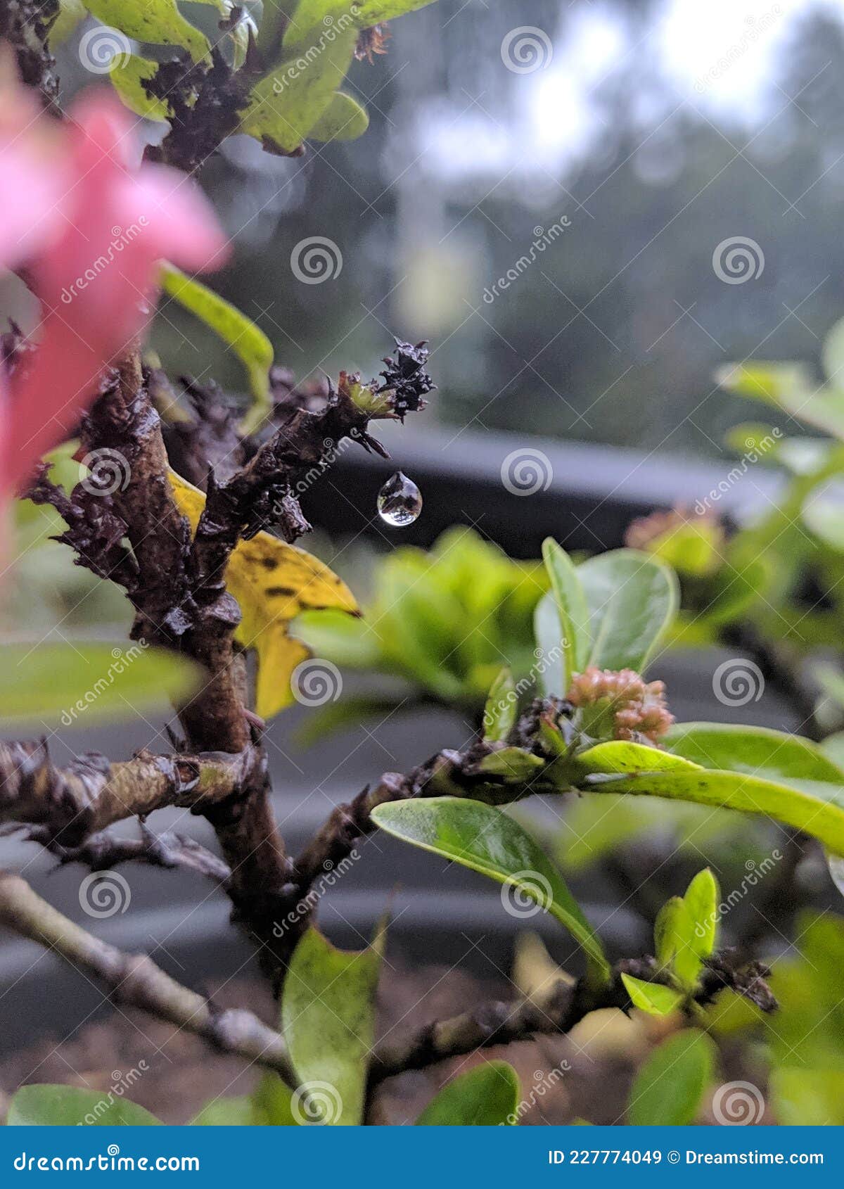 A Drop of Water Falls from a Flower Stock Image - Image of fall, flower ...