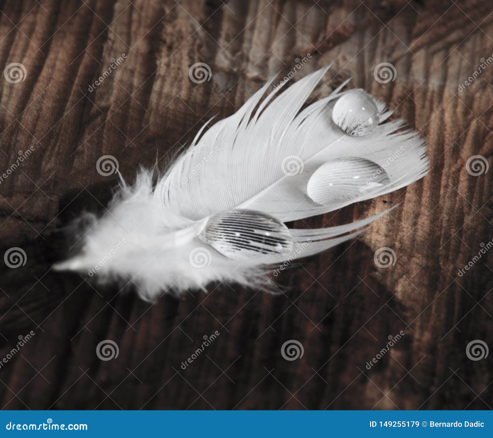 A Drop of Water on Feathers Stock Image - Image of dandelion, drop ...