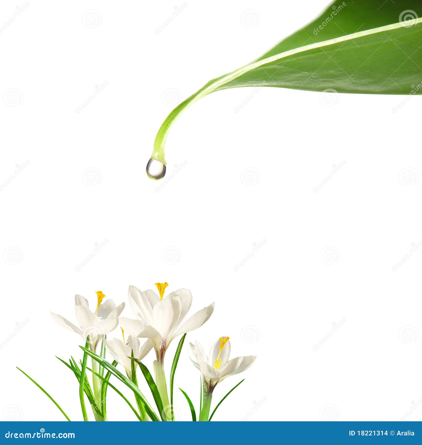 Drop of water and flowers stock photo. Image of hold - 18221314