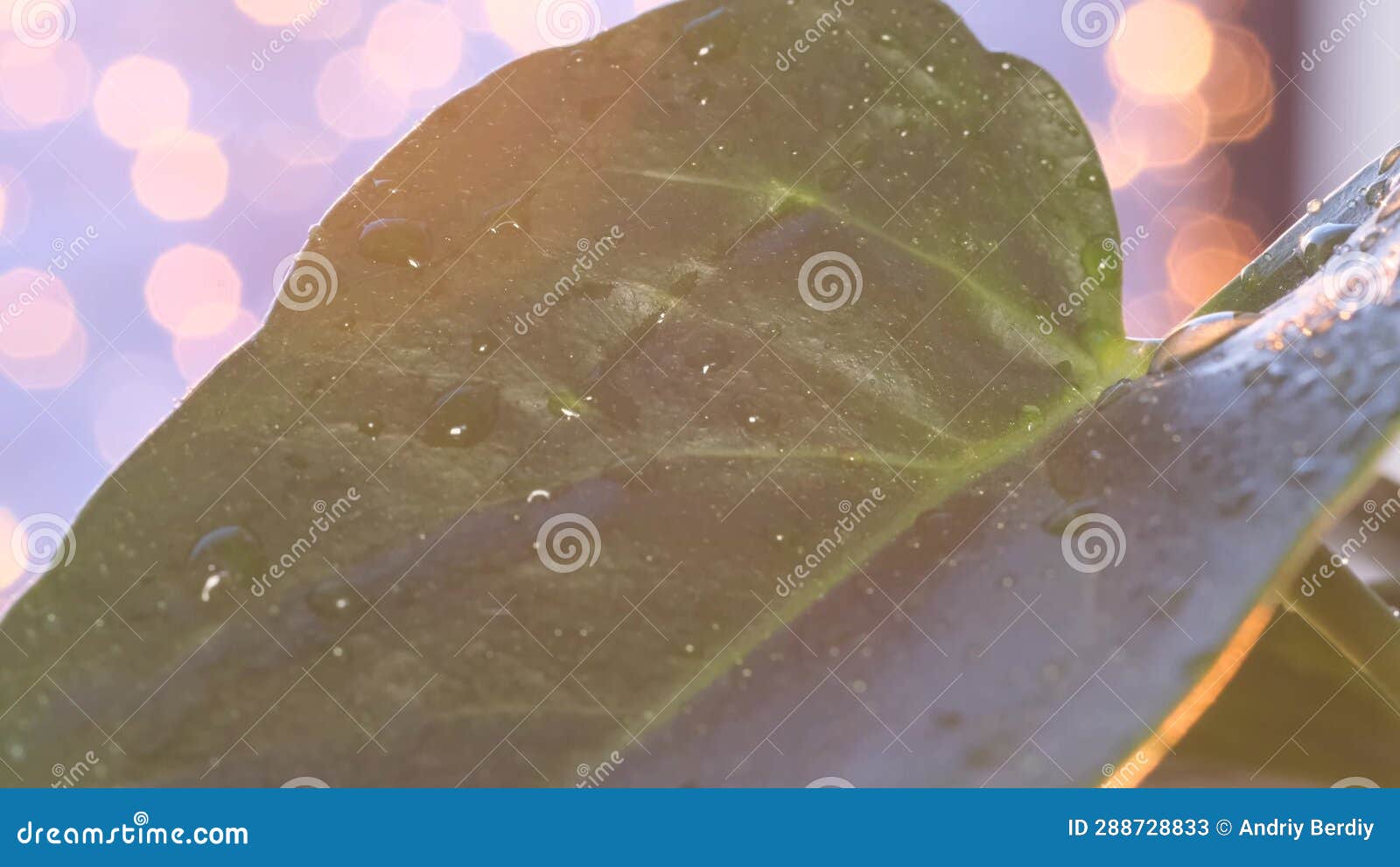 A Drop of Water Gracefully Slides Across the Surface of a Leaf at ...