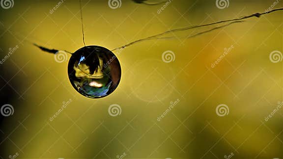 A Drop of Water Hanging from Strings Stock Photo - Image of background ...