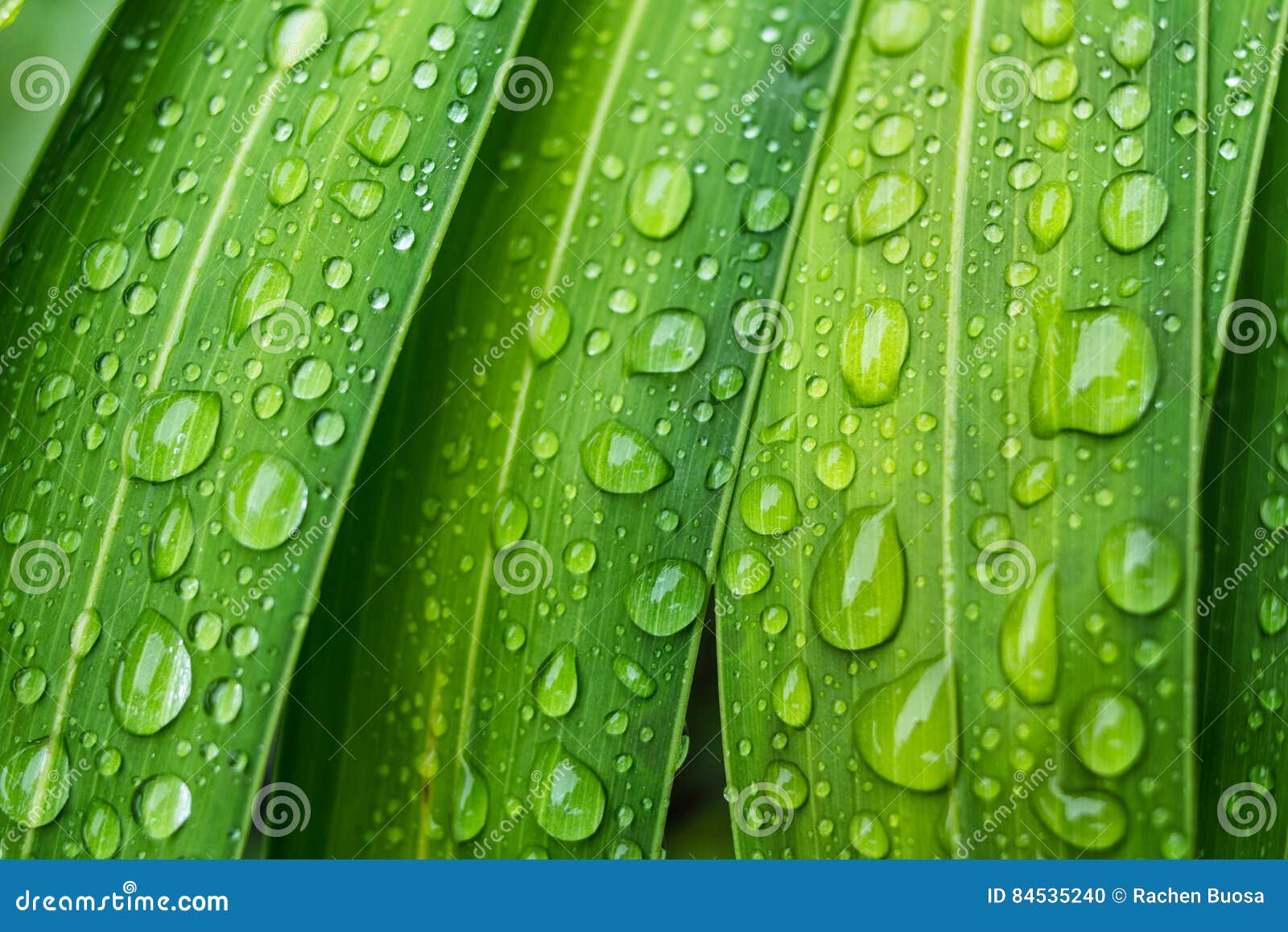 Drop Water on Leaf Fresh Nature Stock Illustration - Illustration of ...