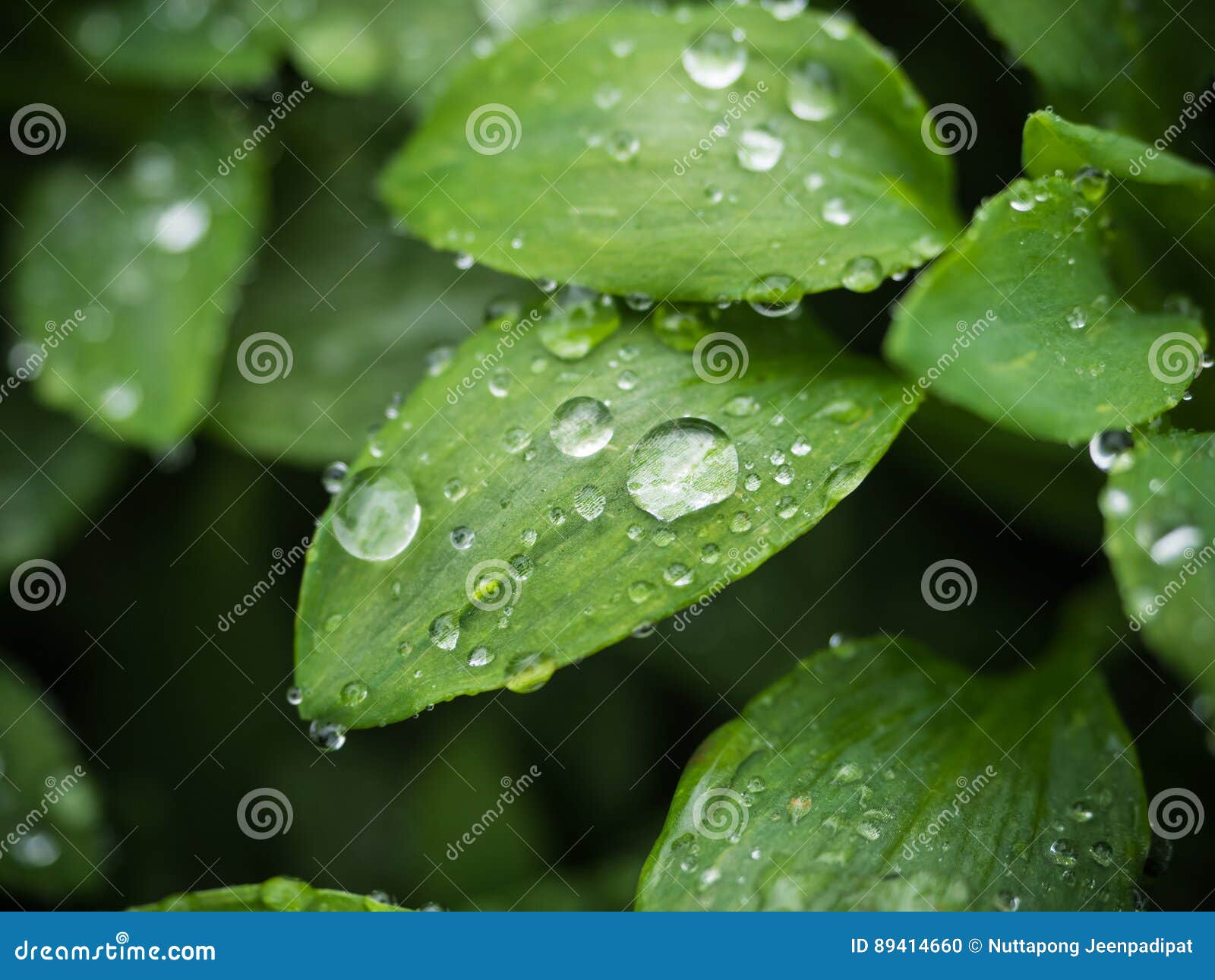 Drop of Water on Leave stock photo. Image of forest, garden - 89414660