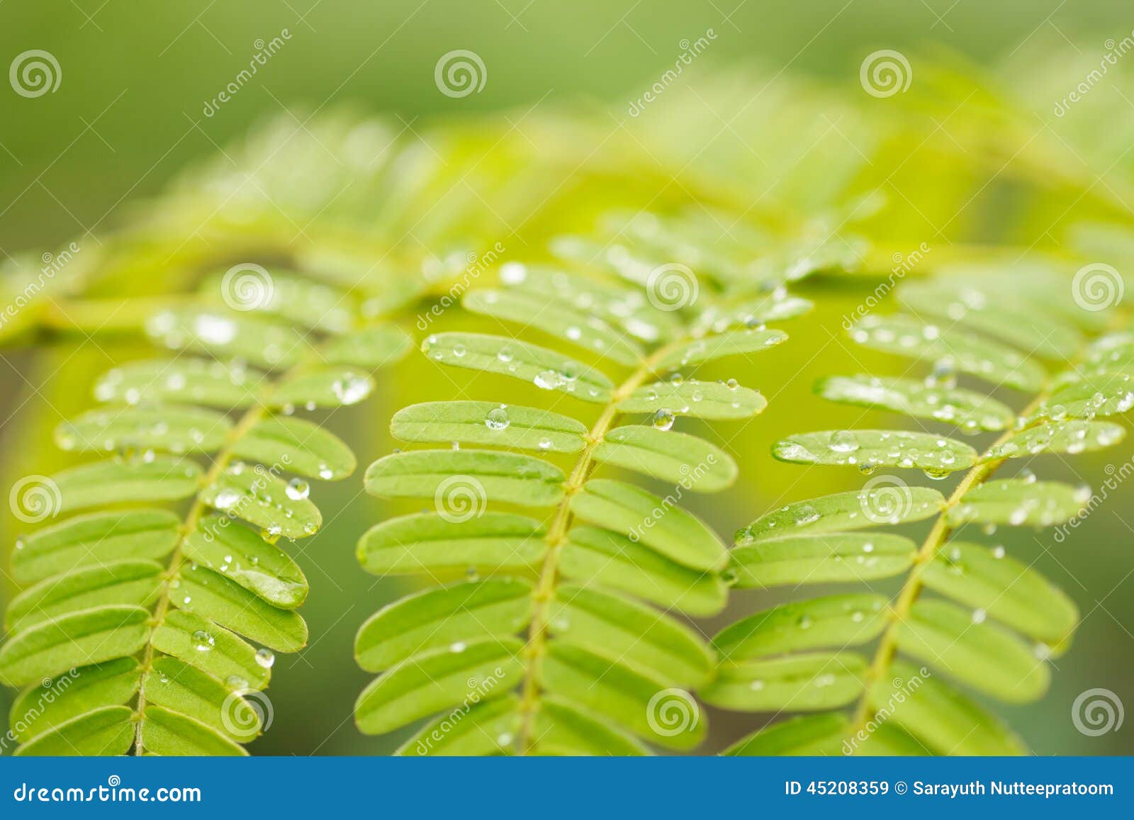 Drop Water on Leaves after Rain Stock Image - Image of outdoors, plant ...