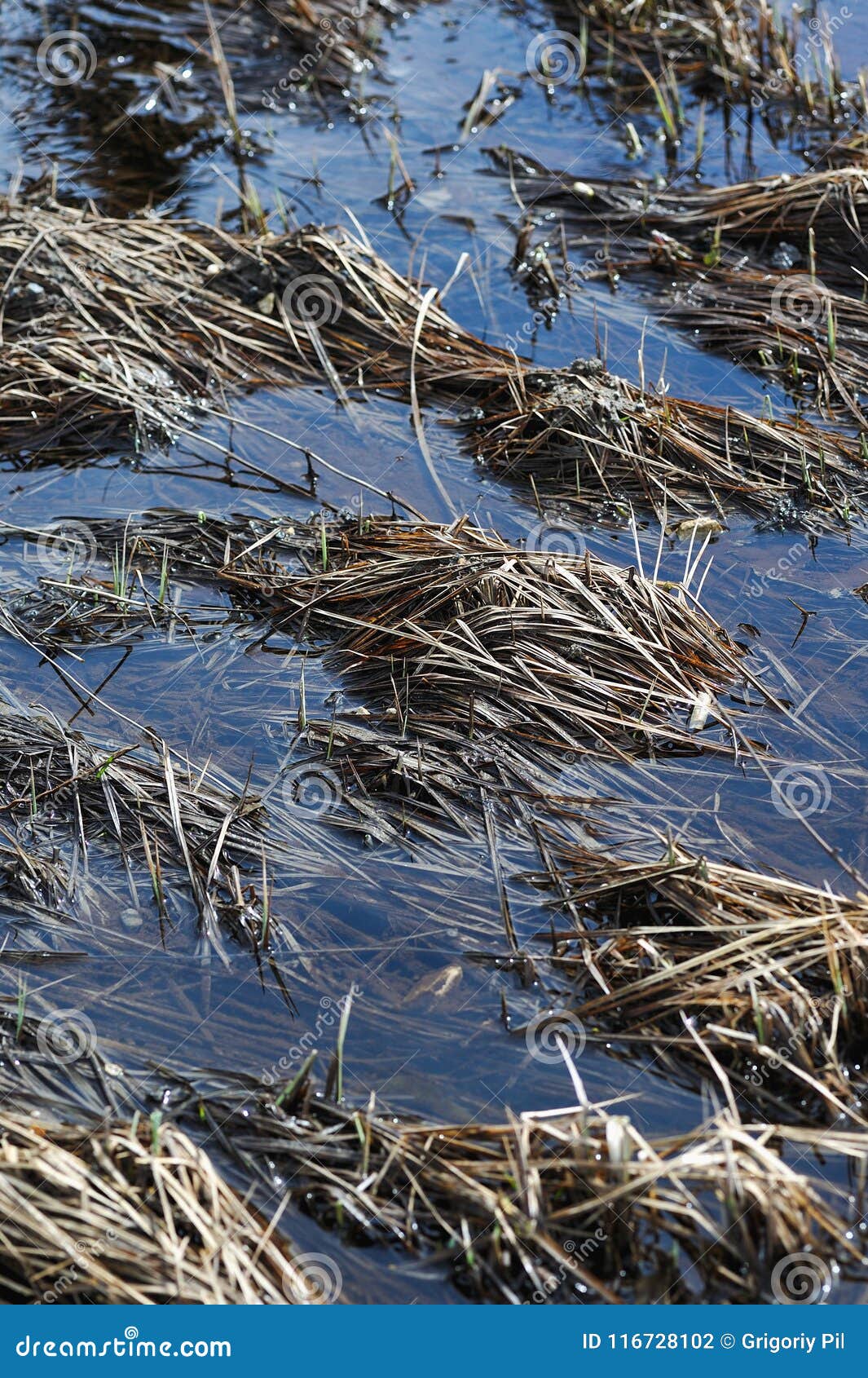 The Drying Up of the Water Flow. Stock Photo - Image of melt, growing ...