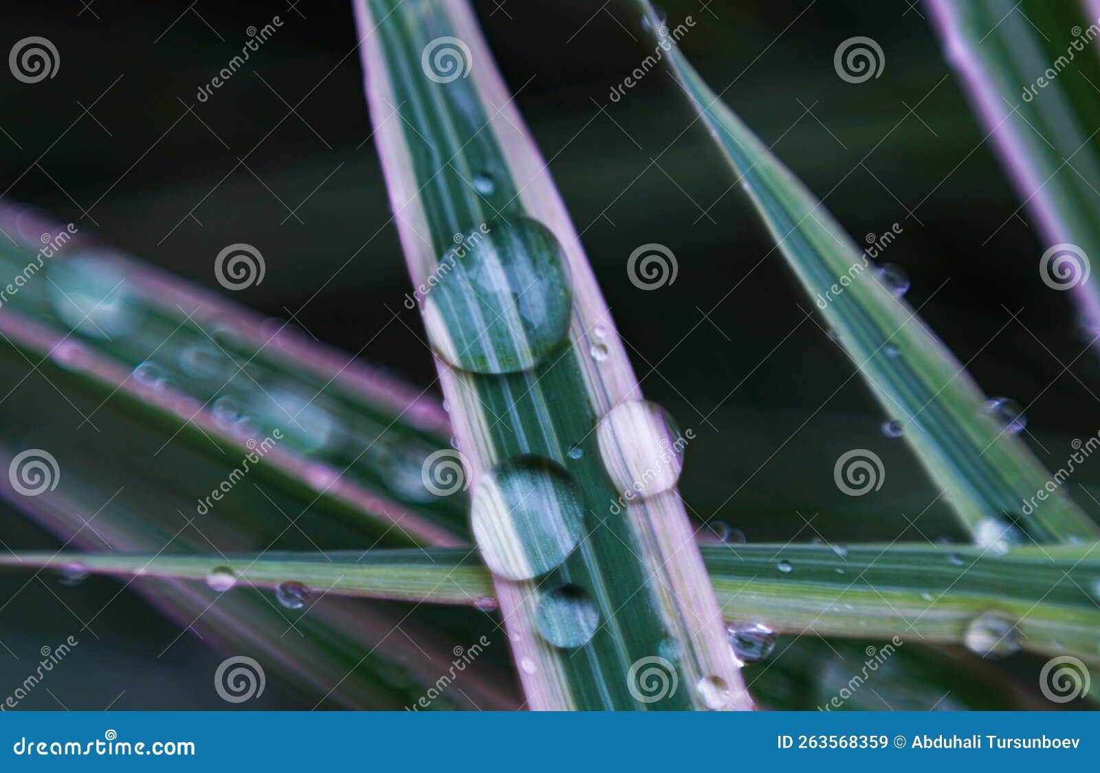 A Drop of Water on a May Leaf Stock Image - Image of colours, drop ...