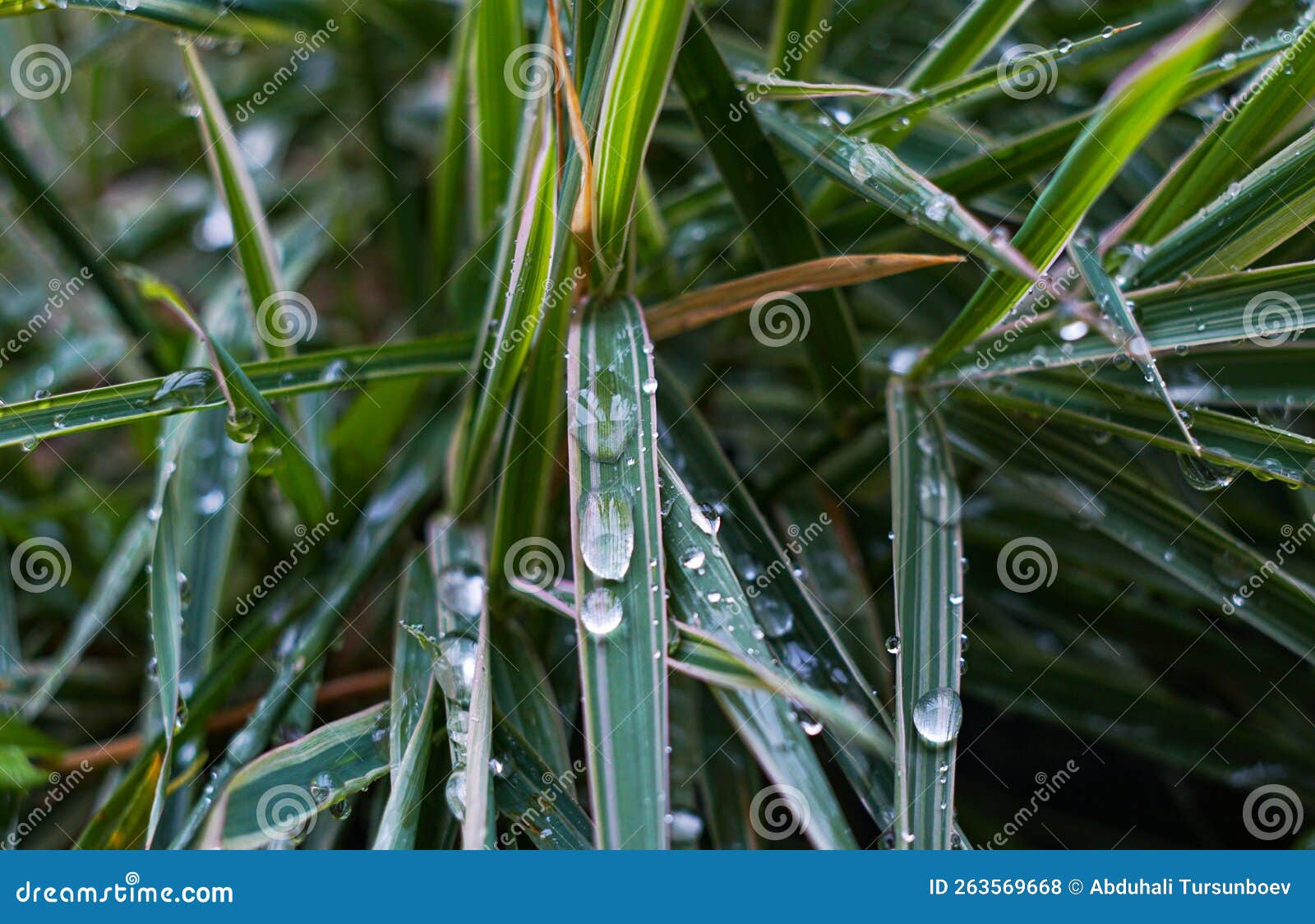 A Drop of Water on a May Leaf Stock Photo - Image of dripped, meadow ...