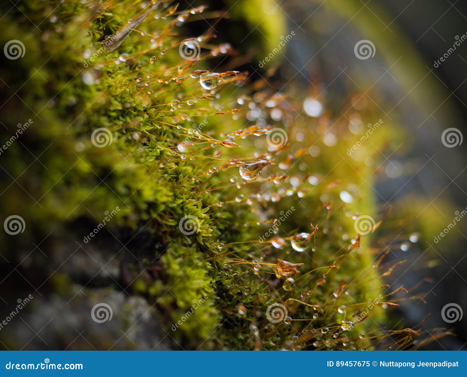Drop of Water on Moss stock image. Image of fresh, macro - 89457675