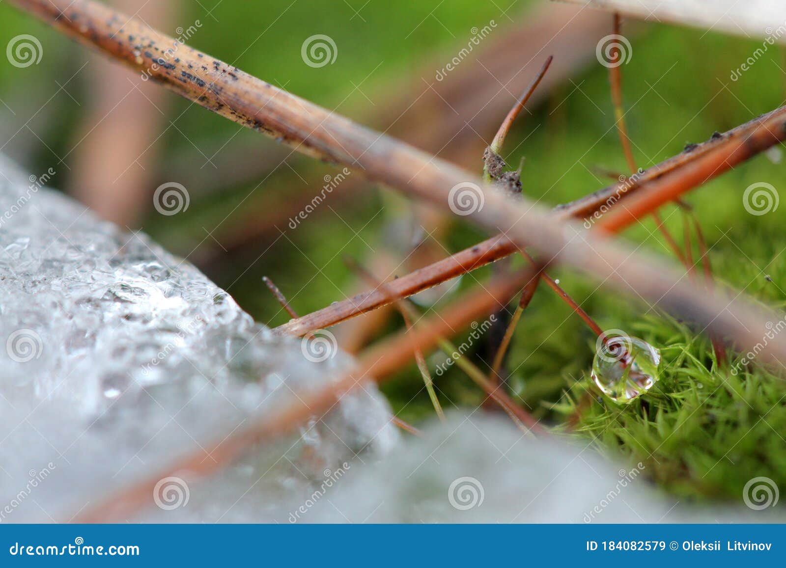 Drop of Water on Moss among Conifer Needles Stock Image - Image of ...