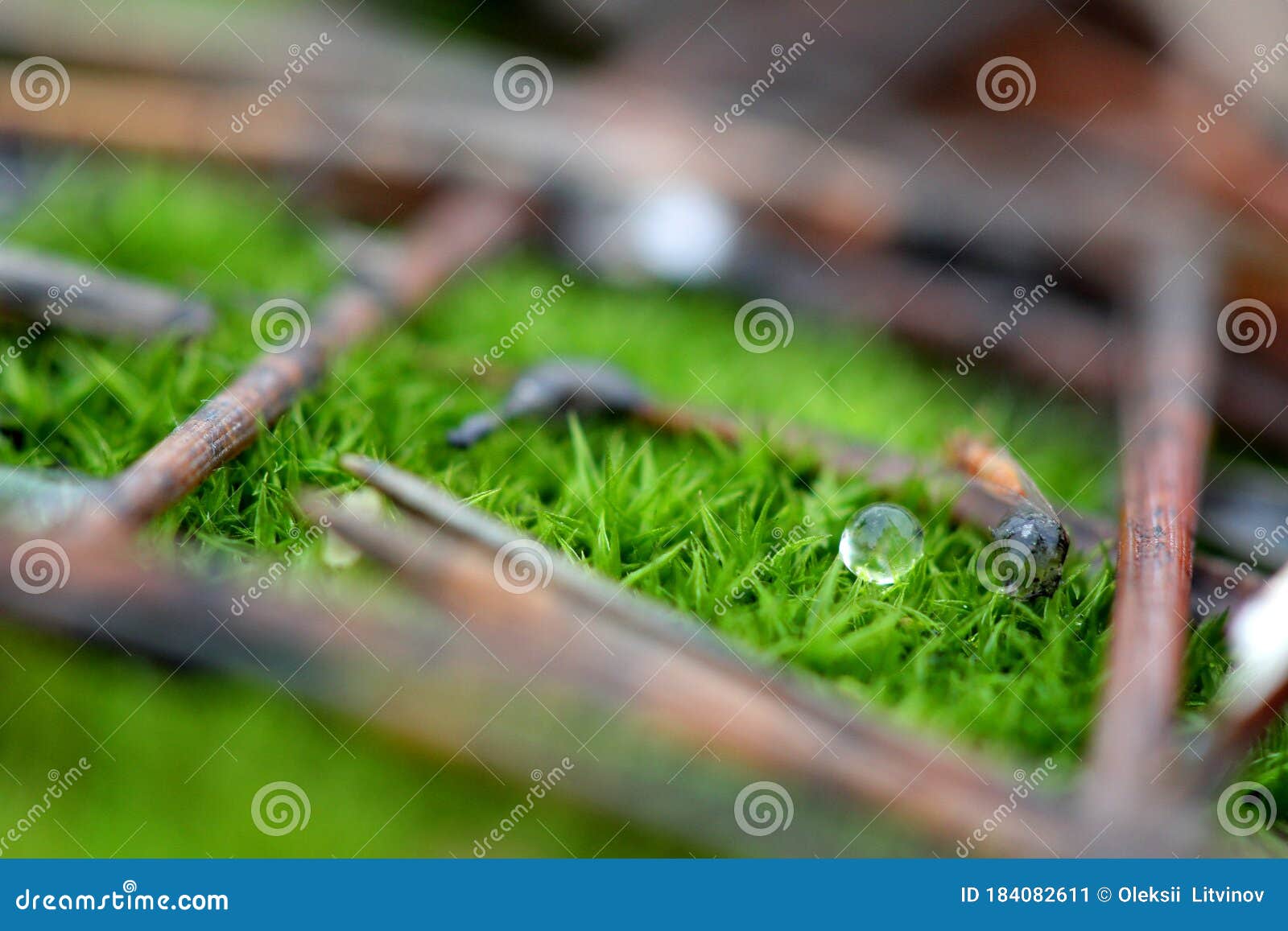 Drop of Water on Moss among Conifer Needles Stock Image - Image of ...