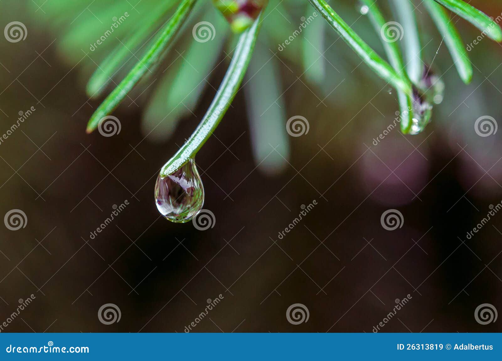 A Drop of Water on the Pine Needle Stock Image - Image of health, fresh ...