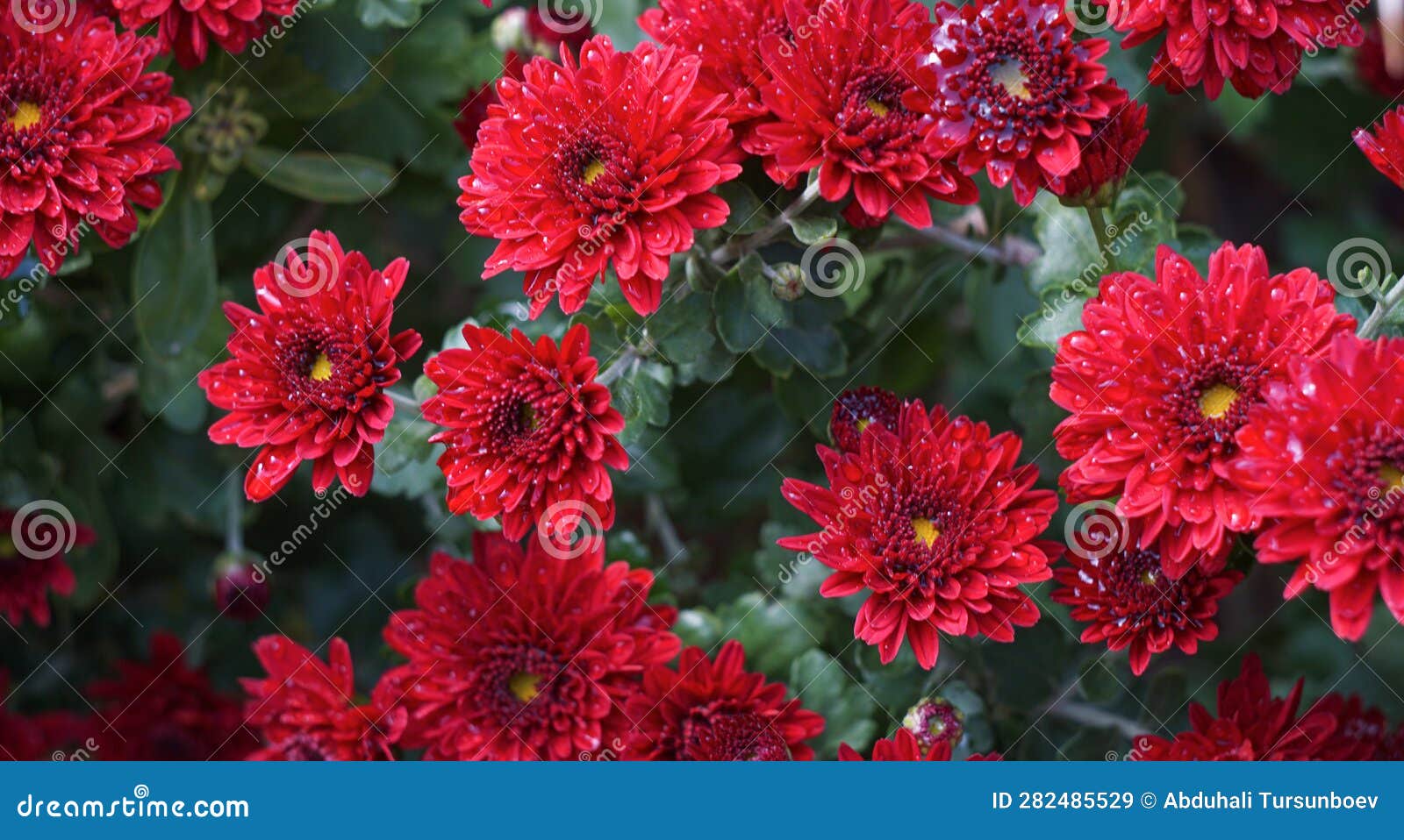A Drop of Water on a Daisy Flower Stock Image - Image of nature ...