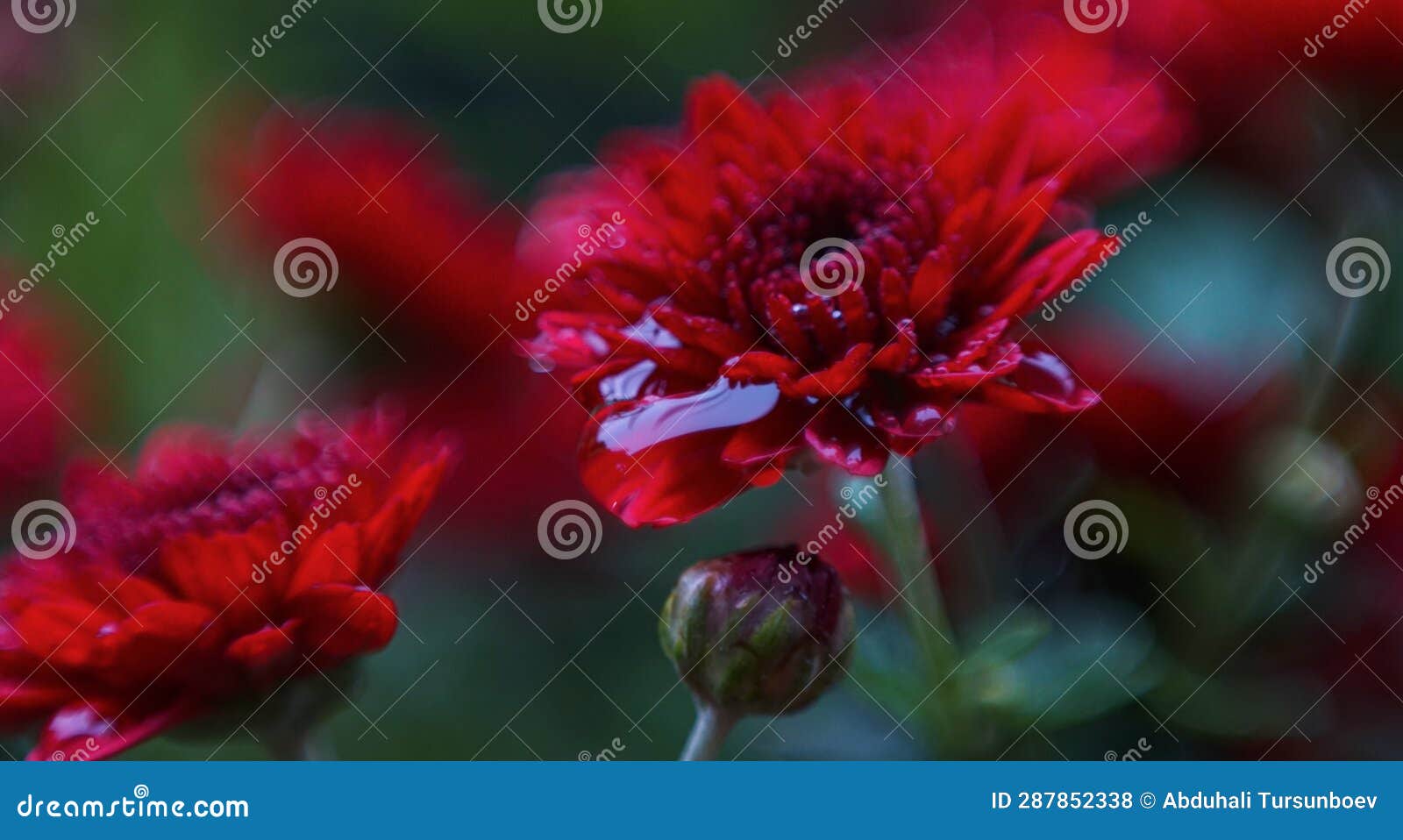 A Drop of Water on a Red Flower Stock Photo - Image of floral, flora ...