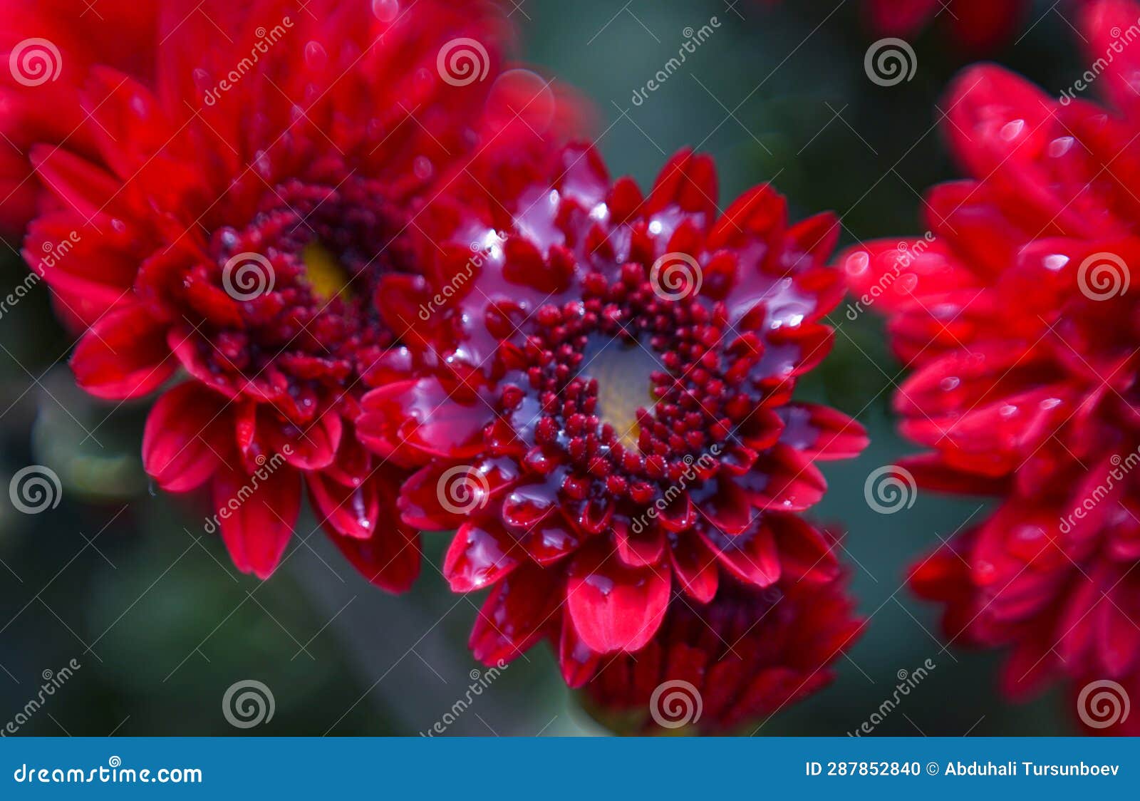 A Drop of Water on a Red Flower Stock Photo - Image of romance, bloom ...