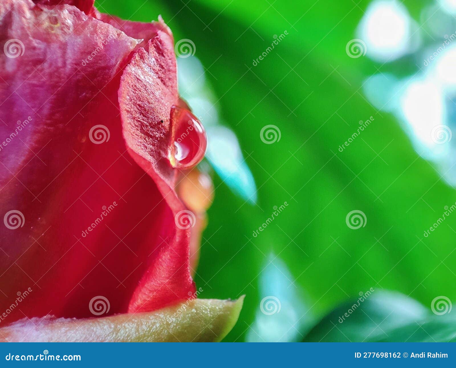 A Drop of Water on a Red Rose Petal Stock Photo - Image of color ...