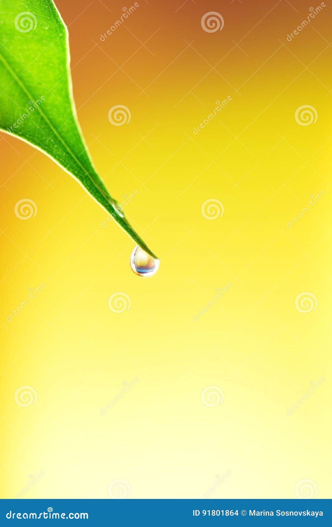 Drop of Water with Reflection Falling from a Green Leaf Stock Photo ...