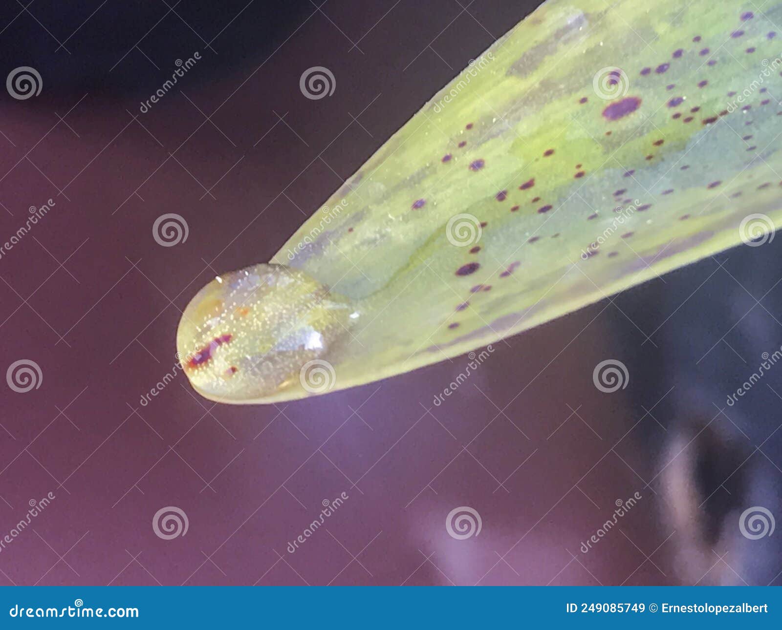 Drop of Water Sliding Down a Green Leaf Stock Image - Image of abstract ...