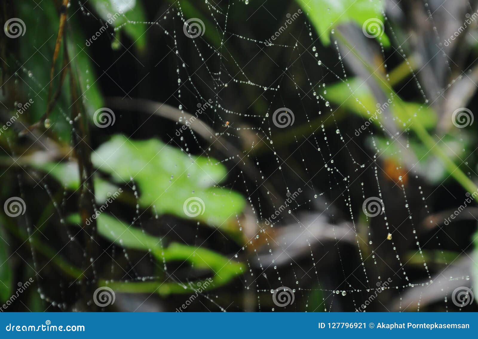 Drop of Water on Spider Net in Forest Stock Image - Image of nature ...
