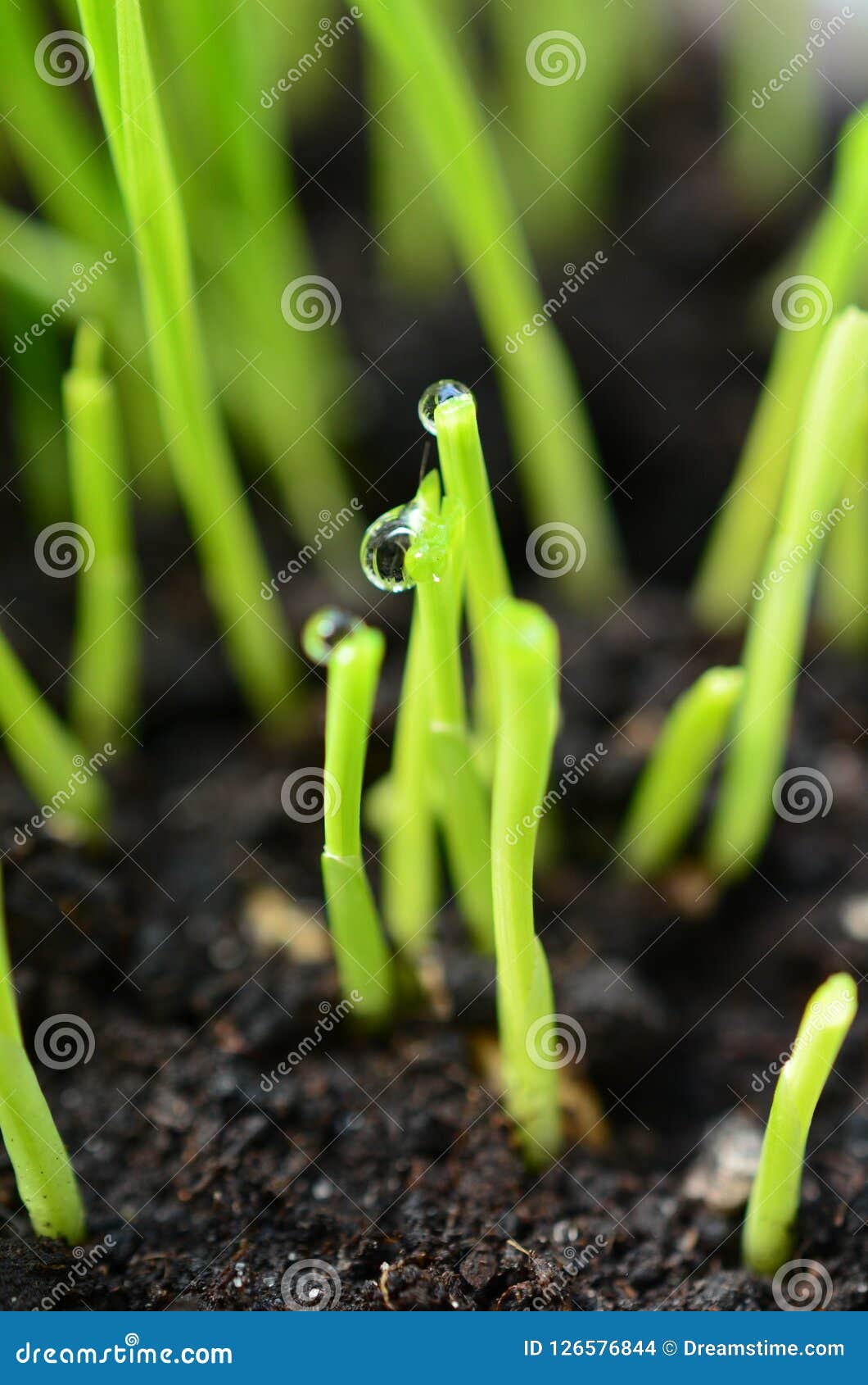 A drop of water on sprout stock photo. Image of overed - 126576844