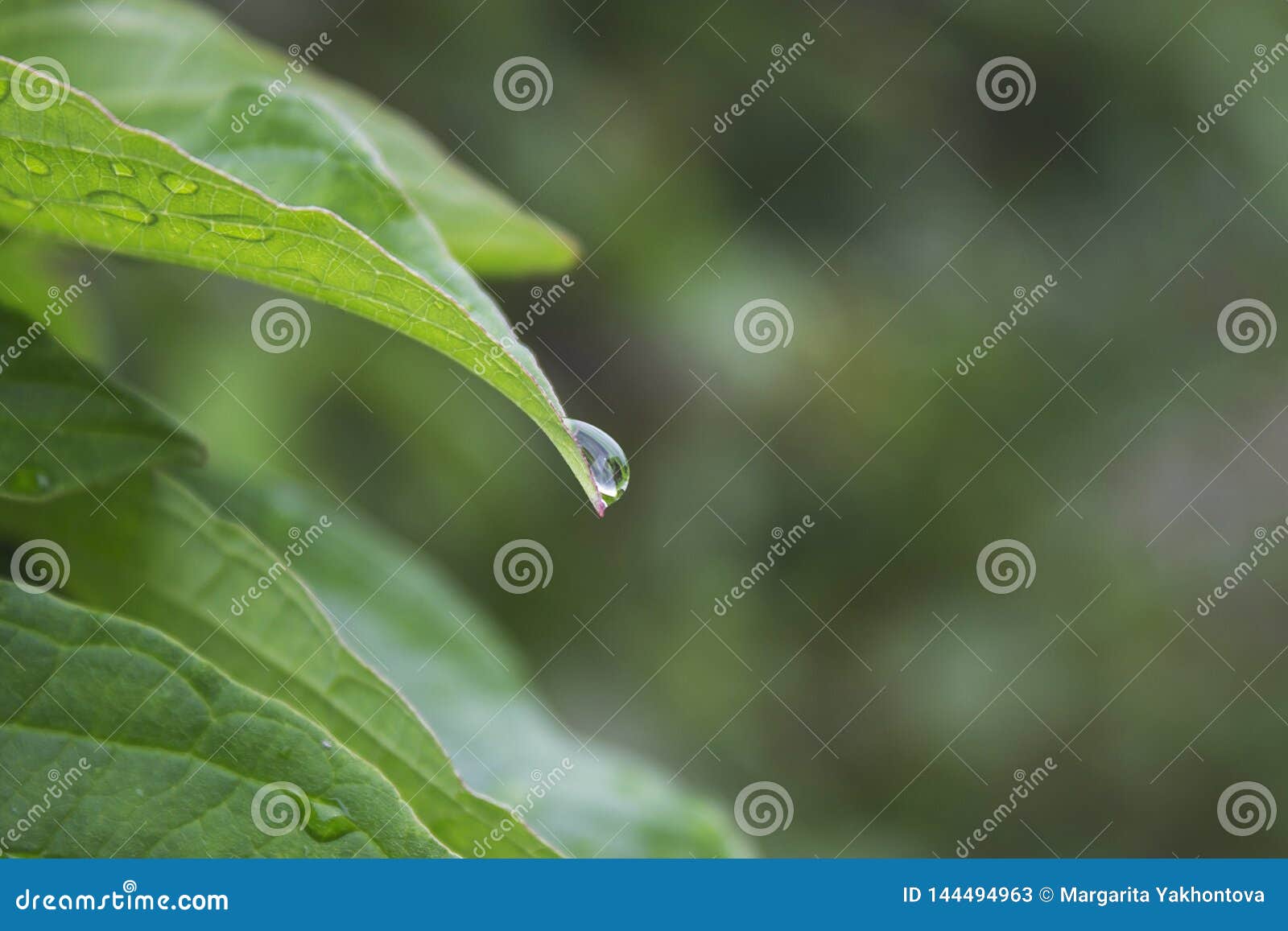 A Drop of Water on the Tip of the Leaf Stock Image - Image of autumn ...