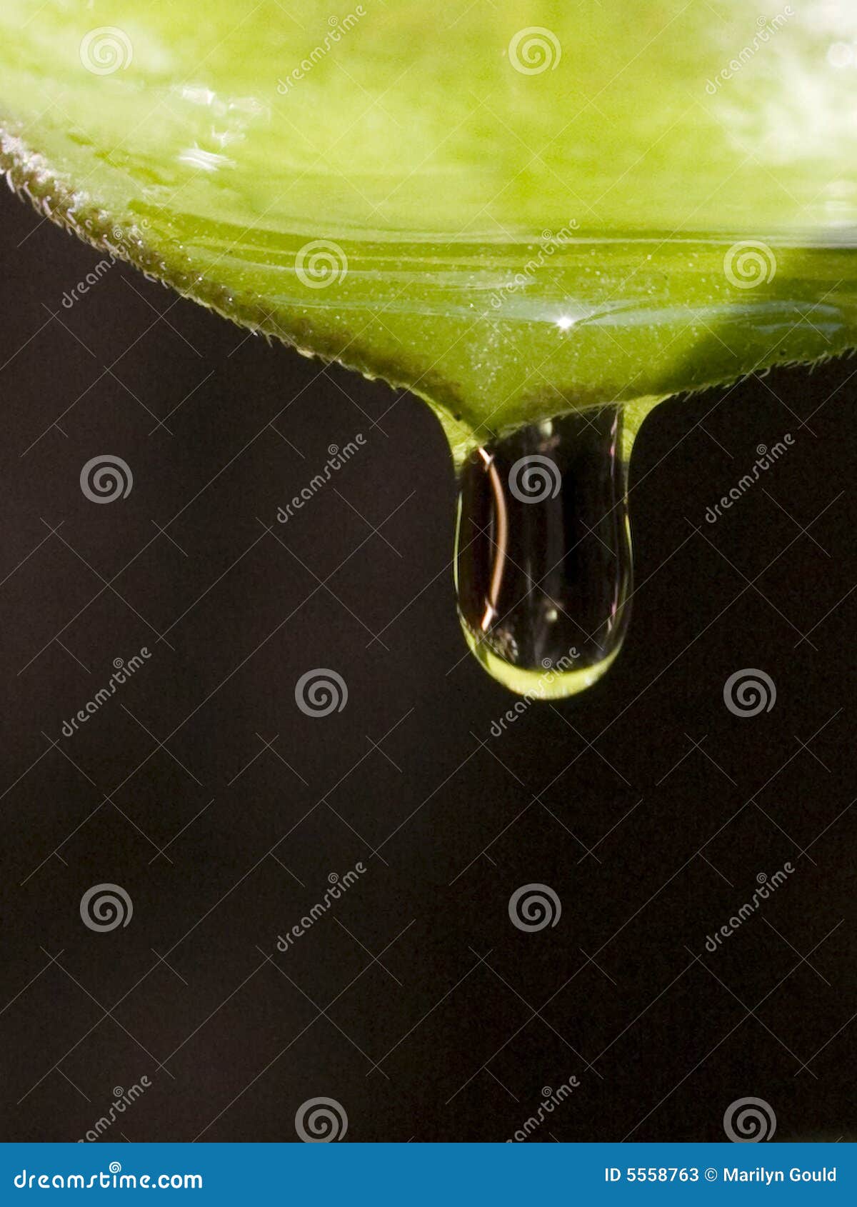 Drop of Water about To Fall Stock Image - Image of drop, green: 5558763