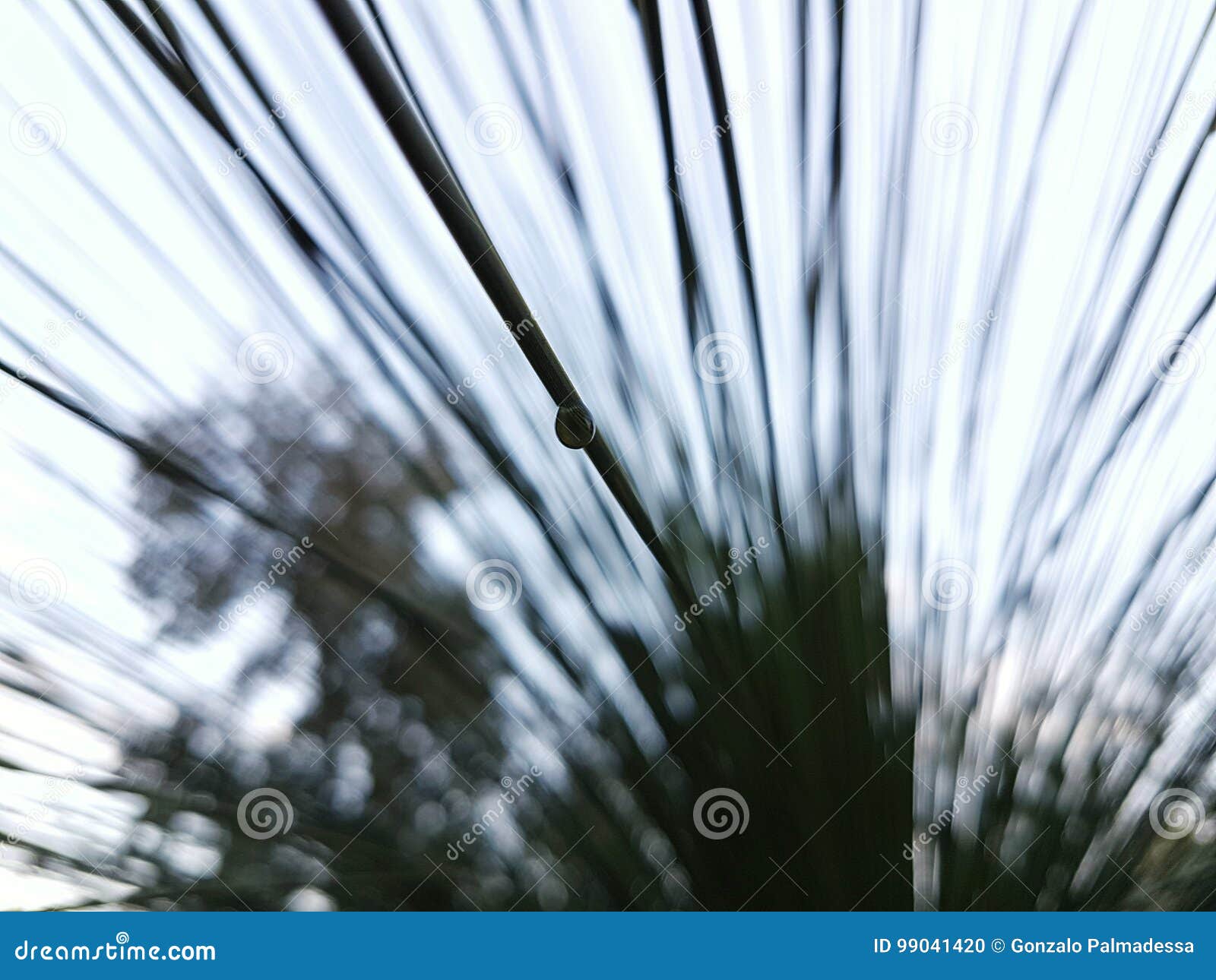 Drop of Water about To Fall from Tree Stock Photo - Image of calm ...