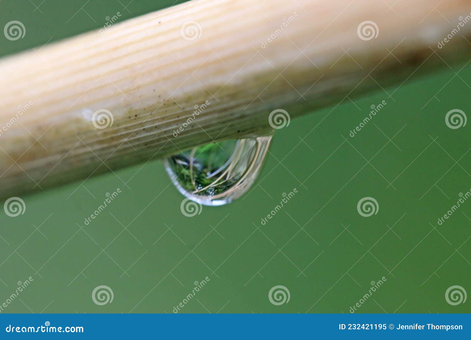 Drop on a twig after rain stock image. Image of fresh - 232421195