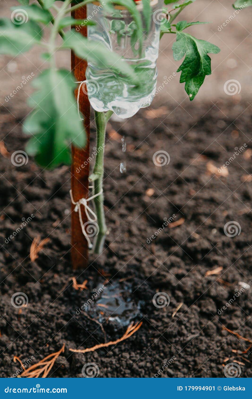 Drop Watering Garden from Plastic Bottle Stock Image - Image of organic ...