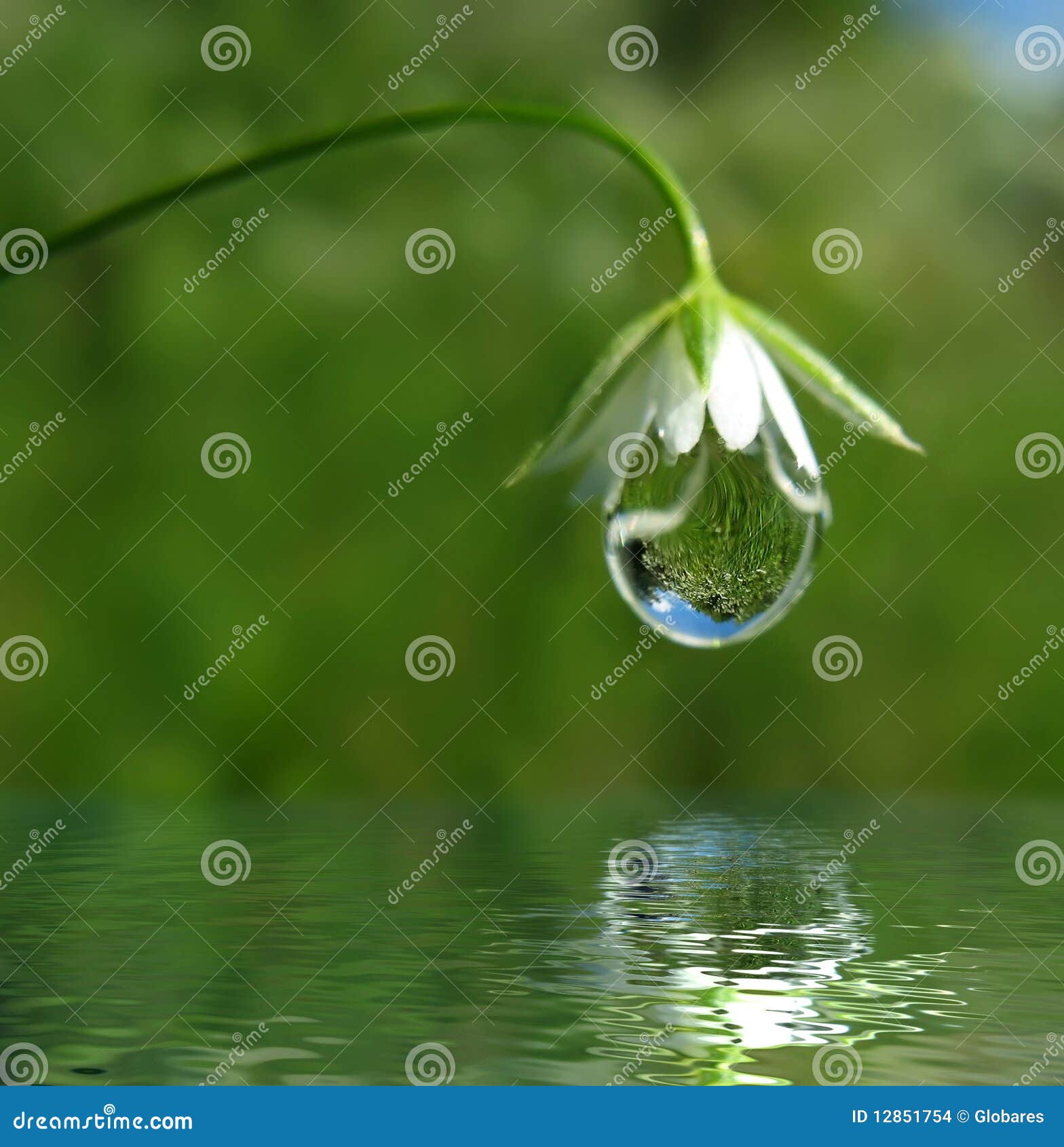 Droplet on flower stock photo. Image of nature, white - 12851754