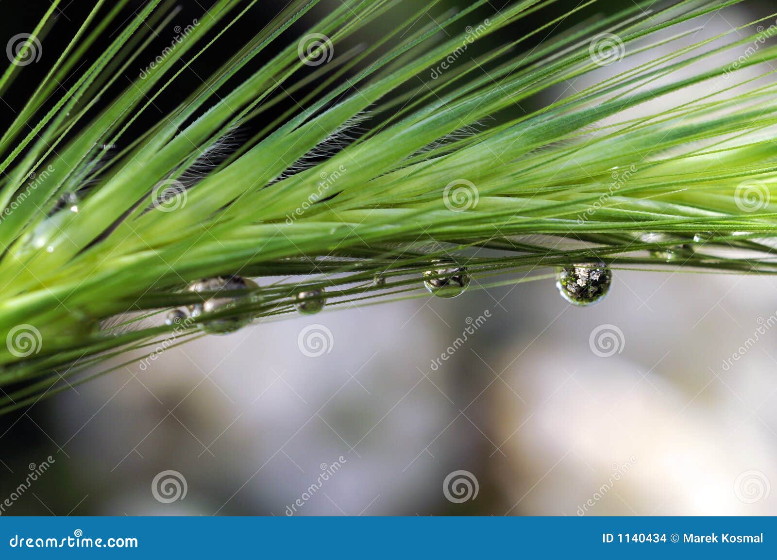 Droplet lens stock photo. Image of lens, grass, drop, rain - 1140434